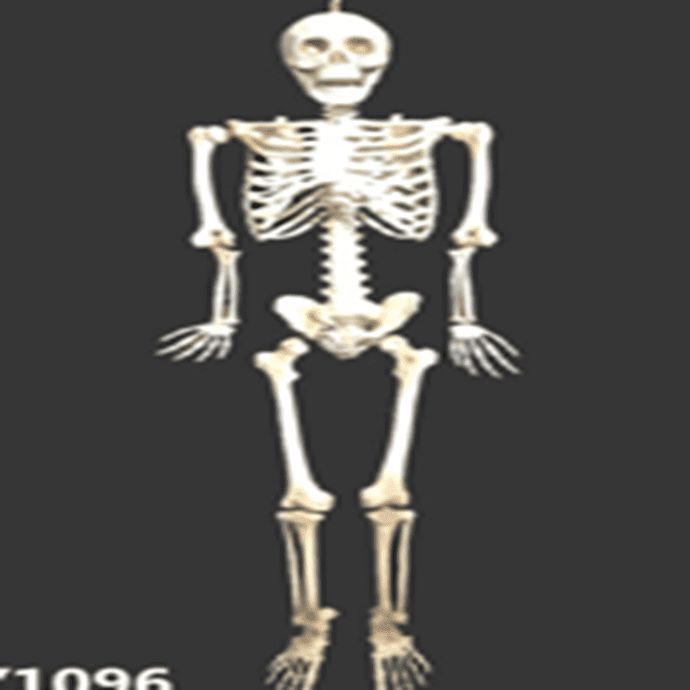 Costway 5.4 Ft Halloween Skeleton, Life Size Realistic Human Bones ...