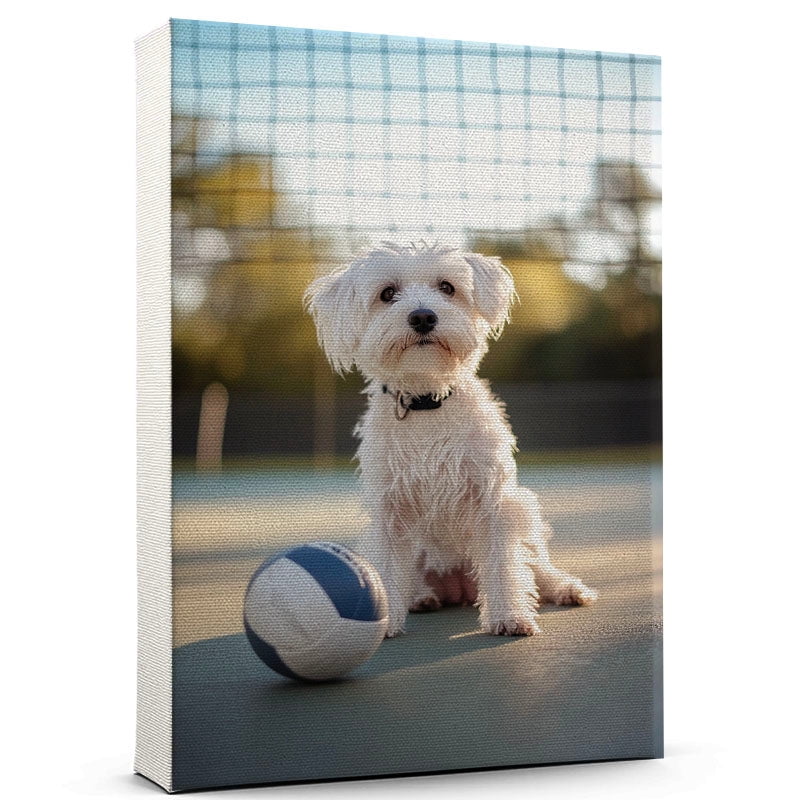 Cotonde Tulear Dog Playing Volleyball Stretched Canvas Size 8x12 ...
