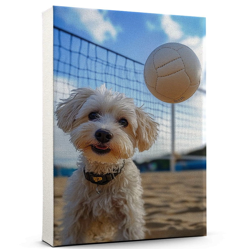 Cotonde Tulear Vintage Dog Volleyball Canvas – Artistic Sports, Cotonde ...