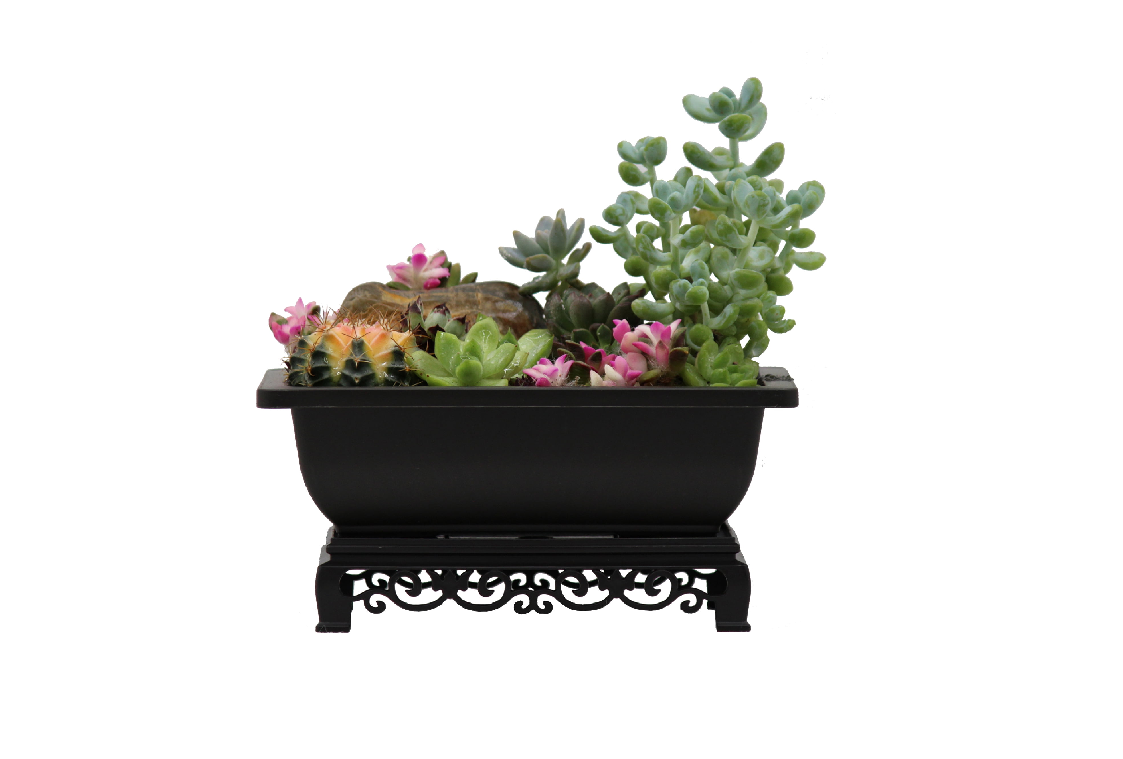 Cotta Planters Bonsai Pot – 2-Pack 7.5 Inch Bonsai Training Pot with ...