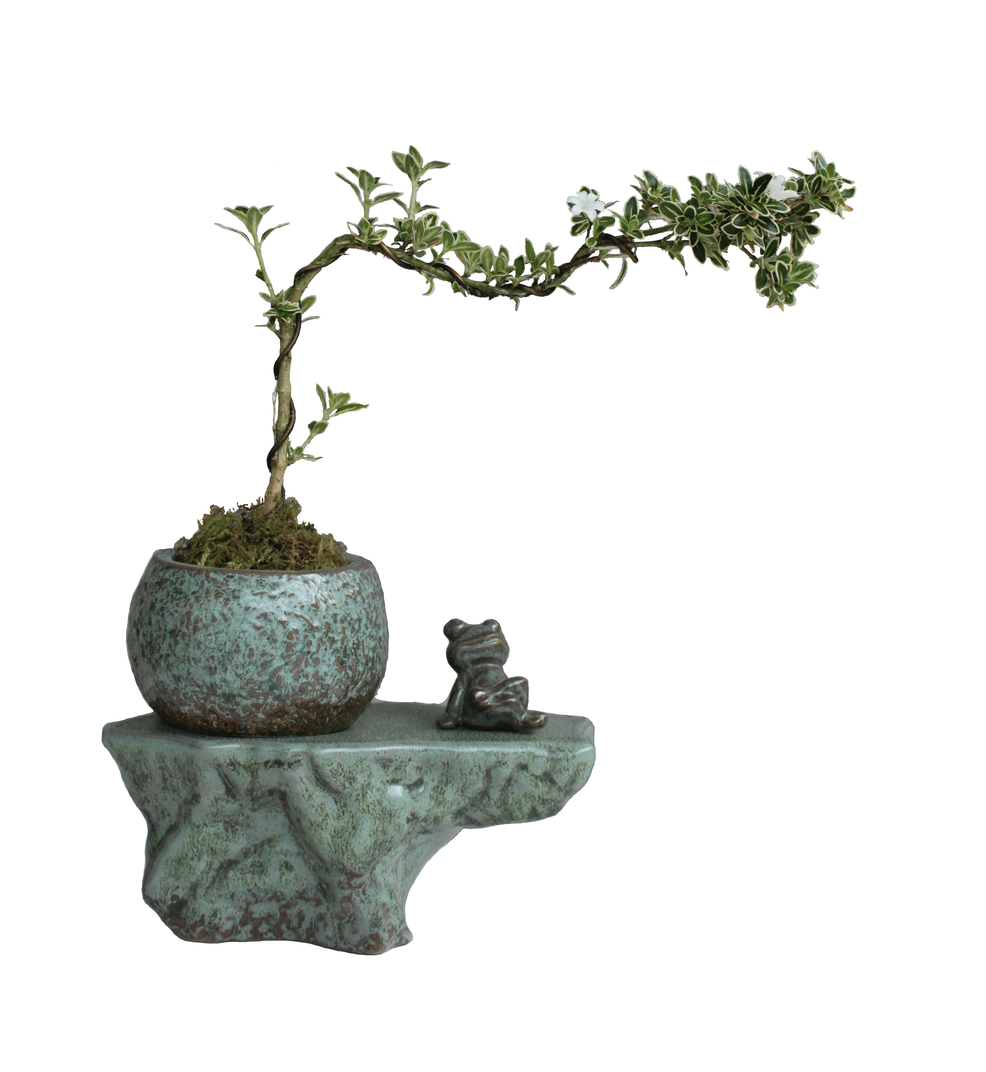 Cotta Planters Self-Watering Pot Set with Ceramic Plant Buddy Frog ...