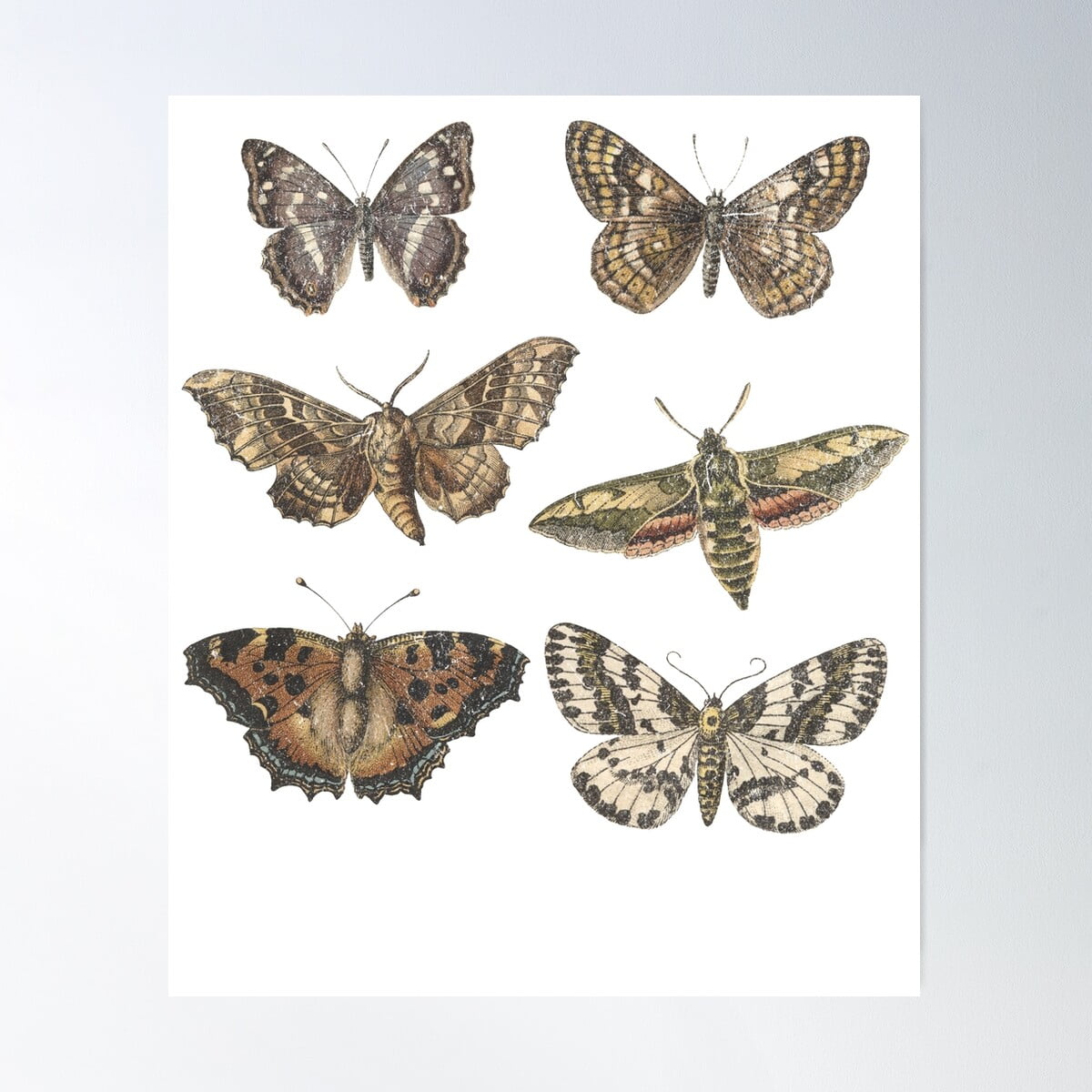 Cottagecore Moths Light Dark Academia Goblincore Poster Wall Art ...