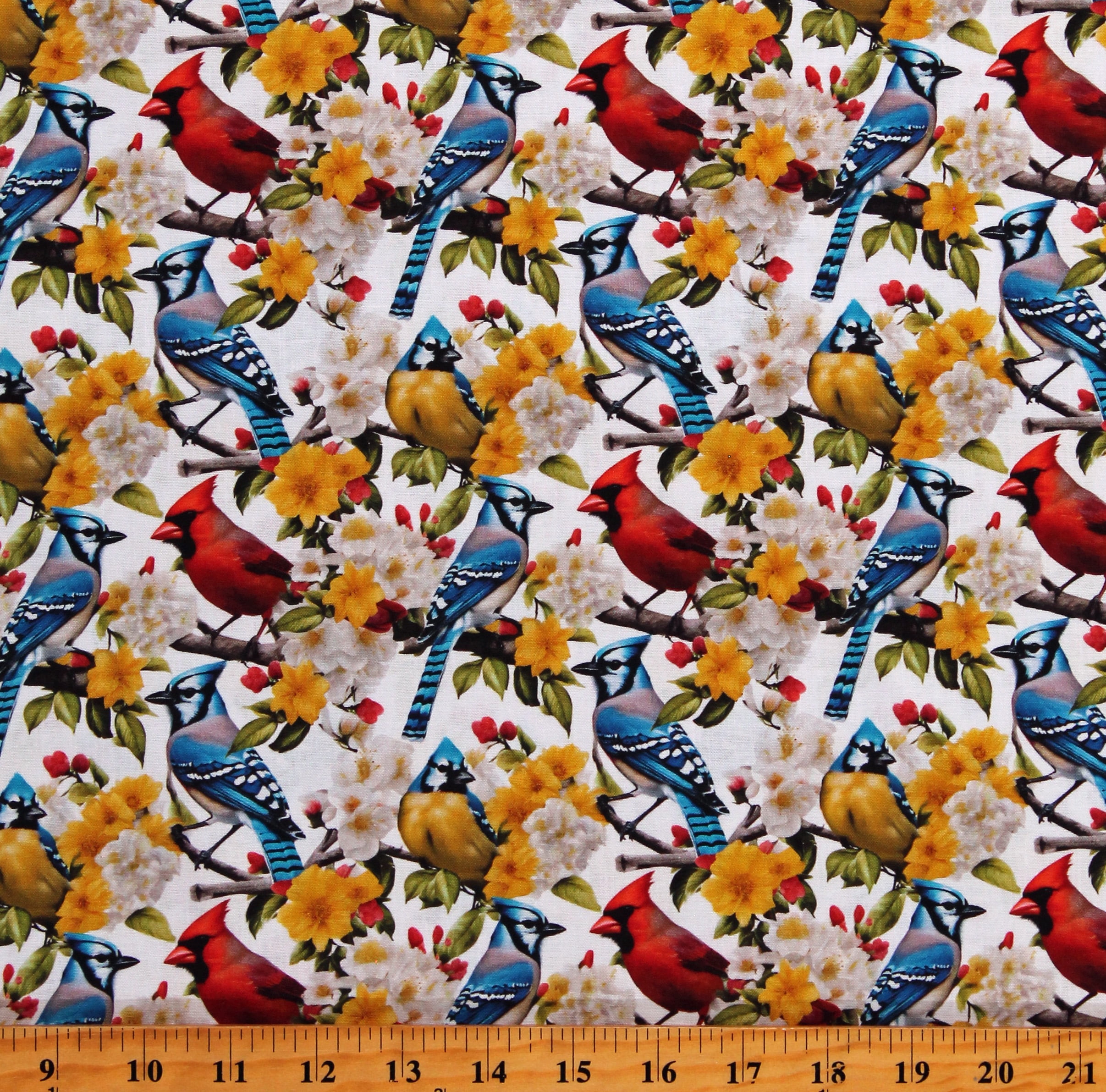 Cotton Blue Jays Bluejays Animals 2024 Birds Blue Jay White Cotton ...
