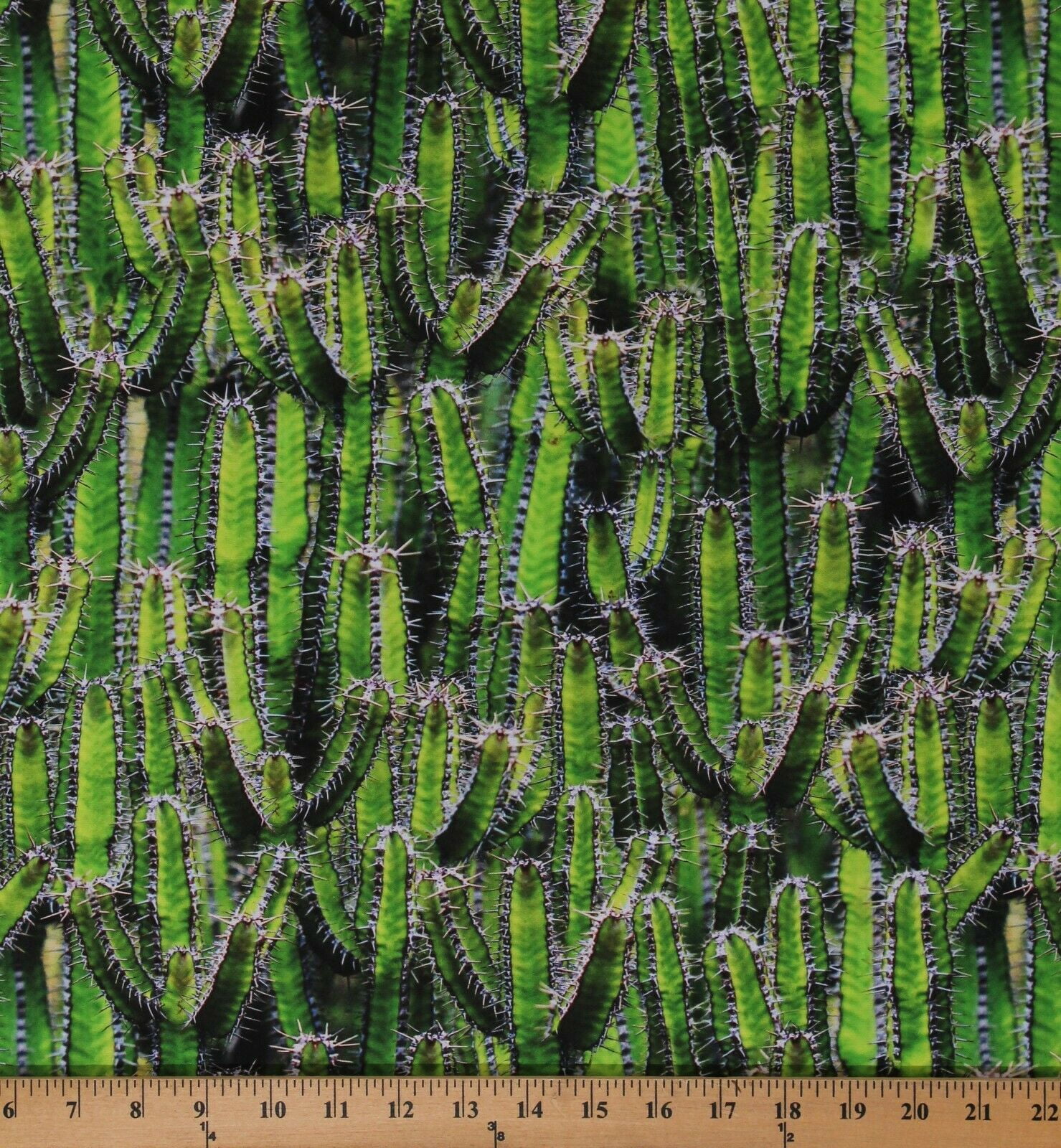 Cotton Cactus Cacti Prickly Succulents Desert Plants Southwestern Lime ...