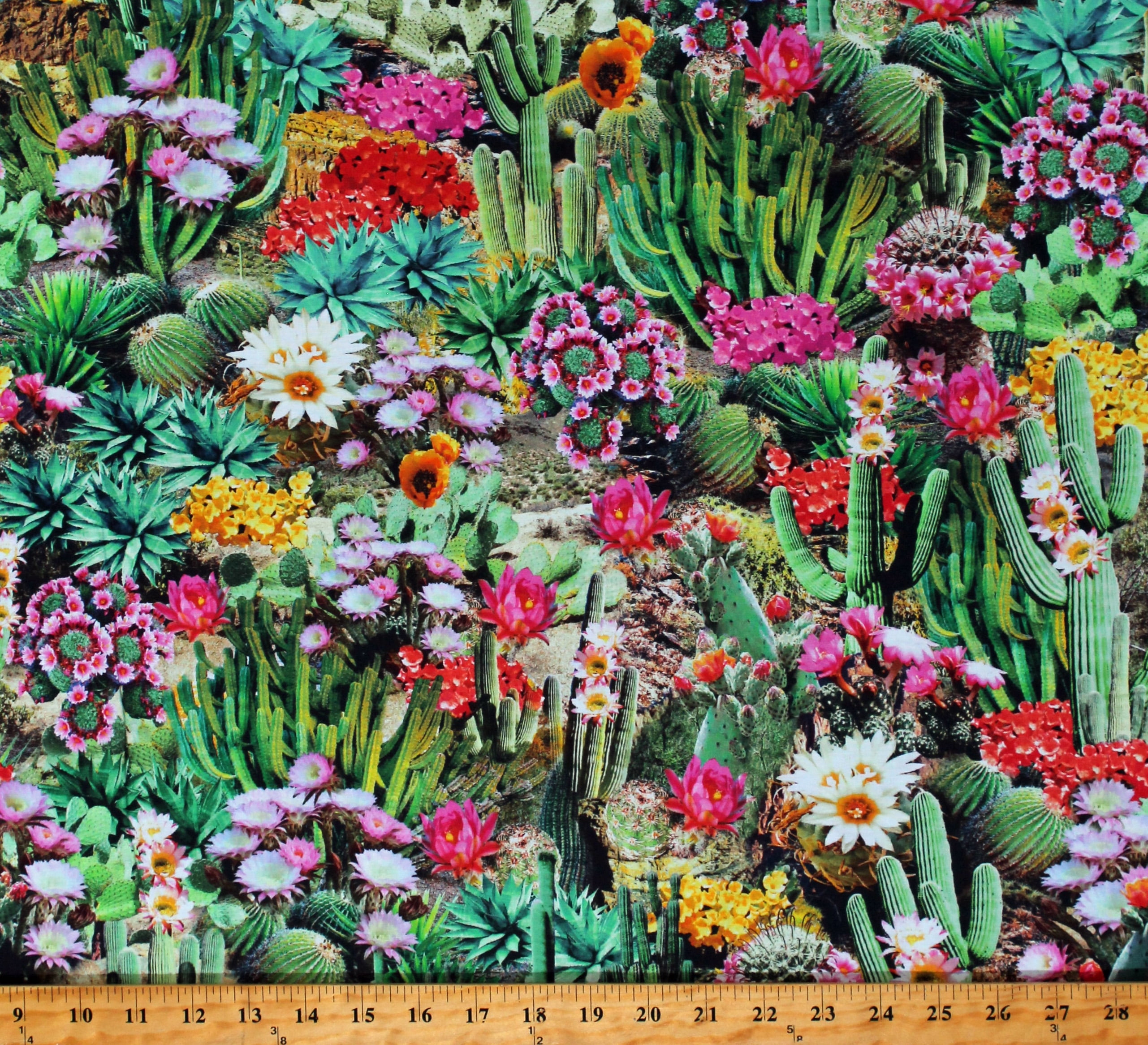 Cotton Cactus Flowers Bloom Cacti Succulents Flowering Plants Floral ...