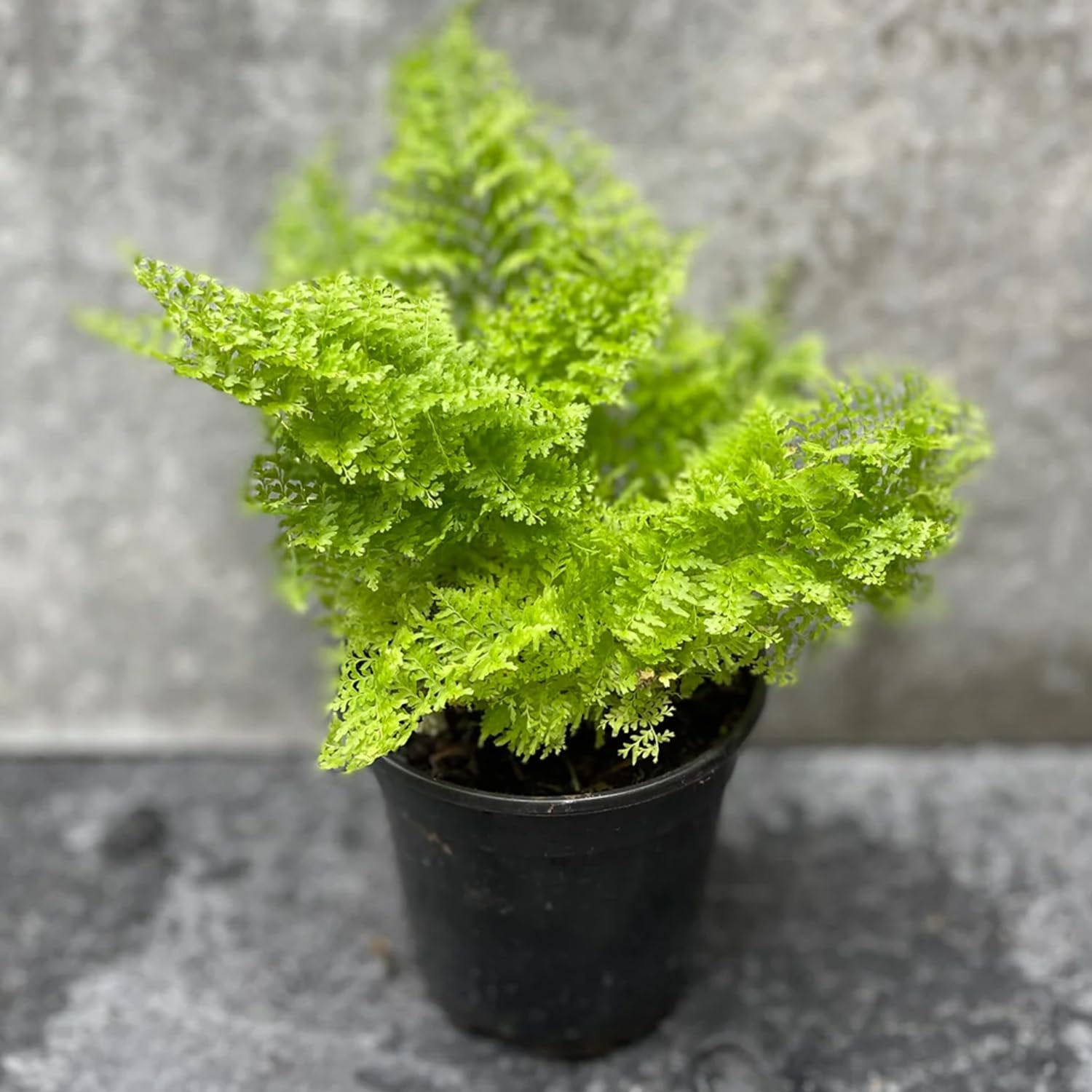 Cotton Candy Fern - Live Plant in a 6 Inch Grower's Pot - Nephrolepis ...