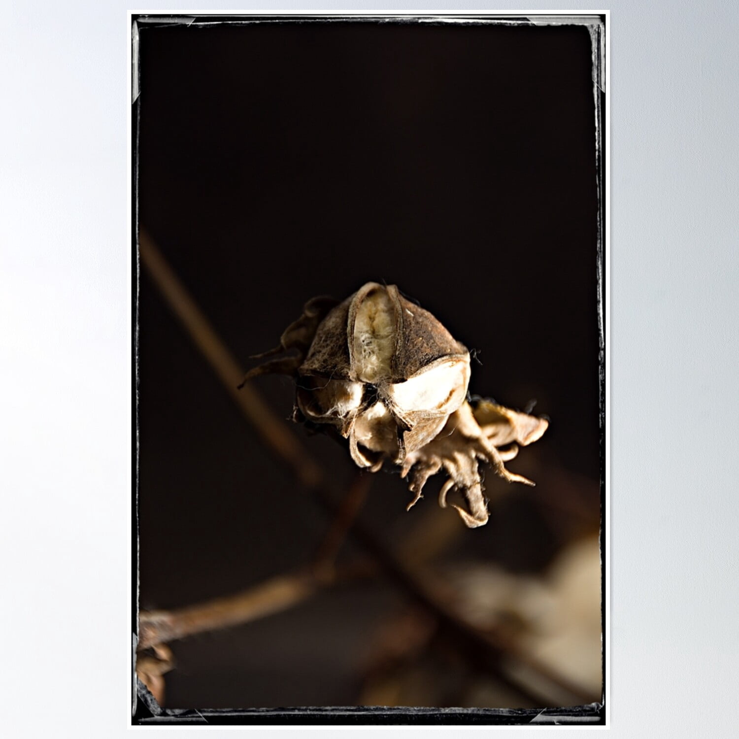Cotton Iii Poster Wall Art, Modern Wall Decor, 8x12 UNFRAMED - Walmart.com