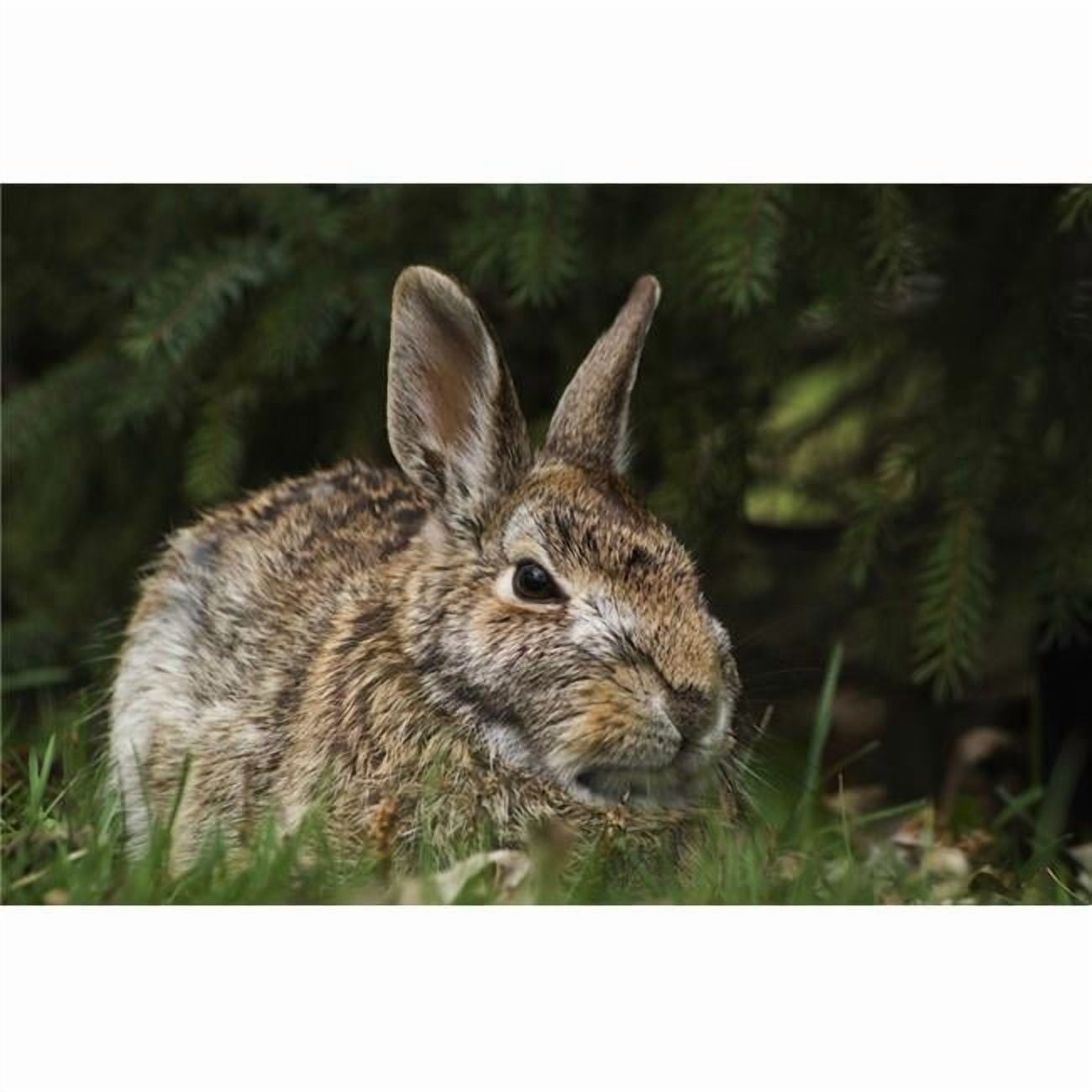 Cottontail Rabbit Sylvilagus Floridanus - Les Cedres Quebec Canada ...