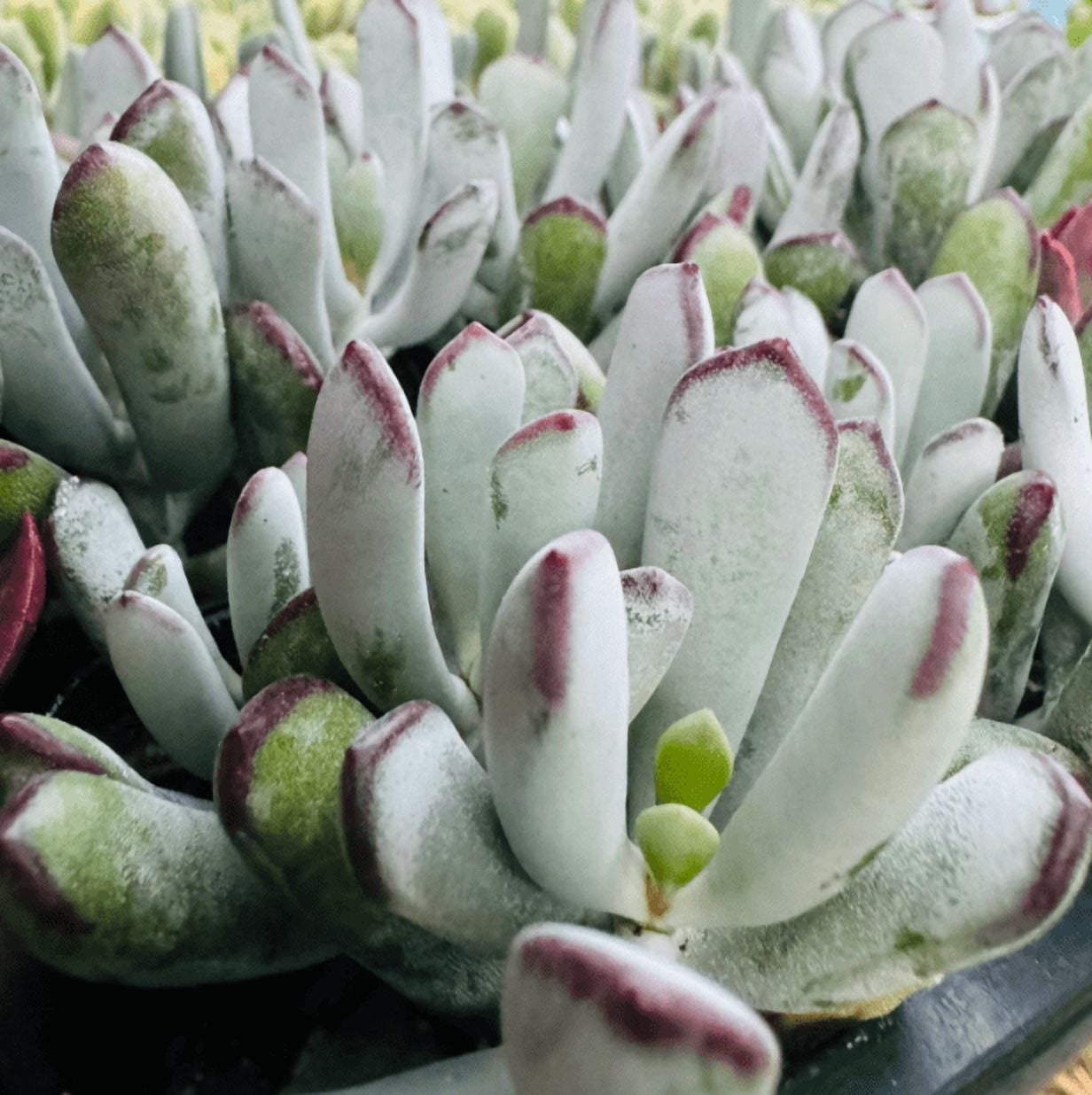 Cotyledon Orbiculata Lady Fingers Plant Live for Planting - Finger Aloe ...