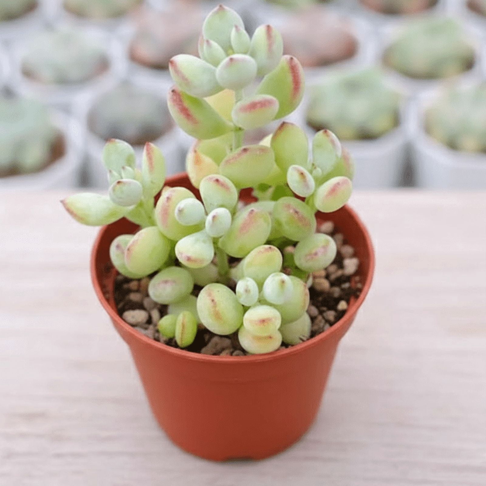 Cotyledon Pendens Live Plant, Cotyledon Pendens Plant, Rare Trailing ...