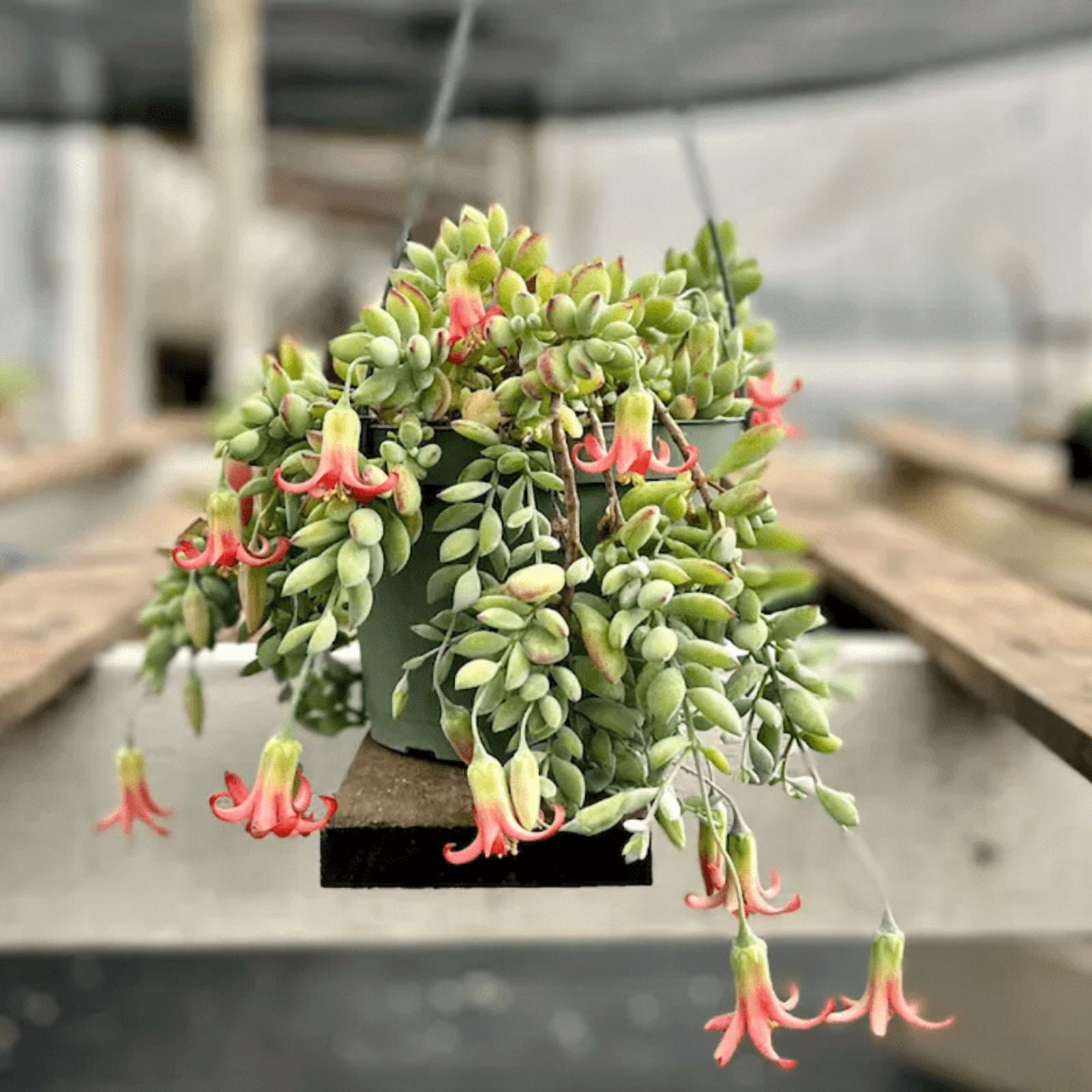 Cotyledon Pendens Live Plant, Cotyledon Pendes Succulent for Indoor ...