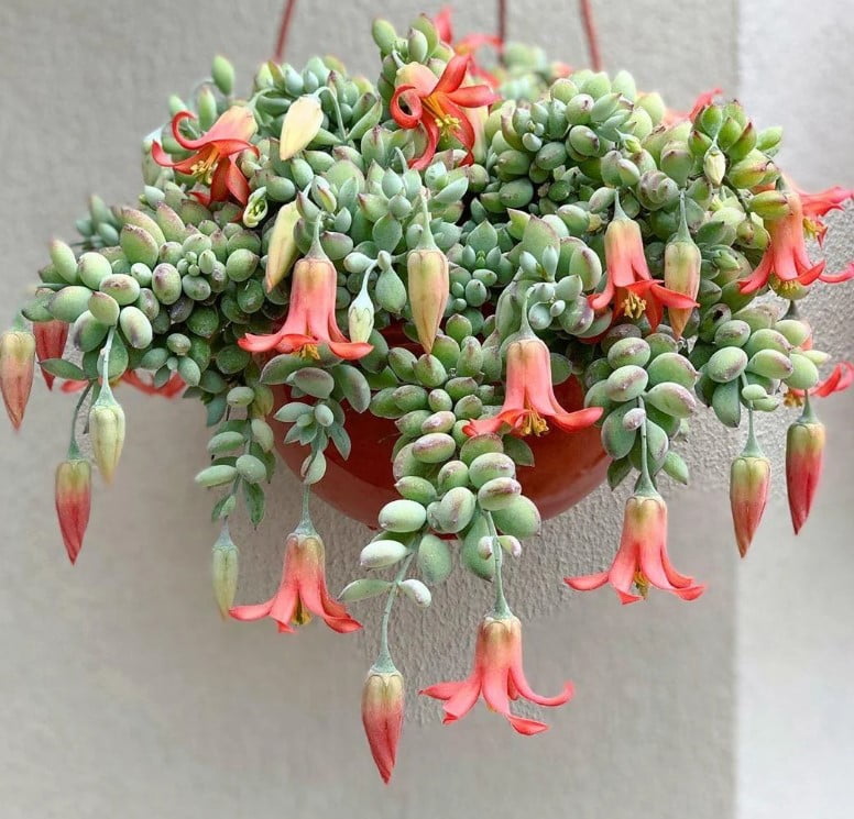 Cotyledon Pendens Live Plant in 4" Pot - Cliff Hanger Succulent Plant ...