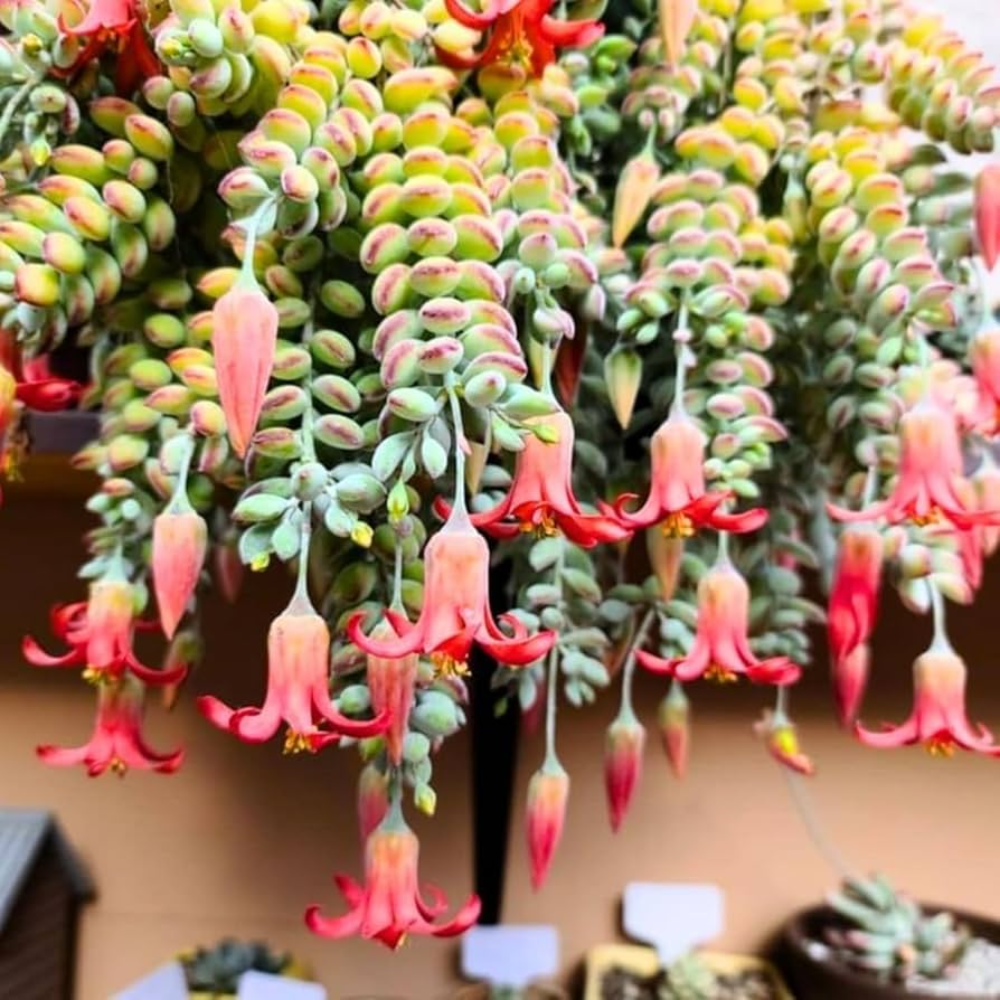 Cotyledon Pendens Succulent Live Plant, Trailing Succulent Plant Live ...