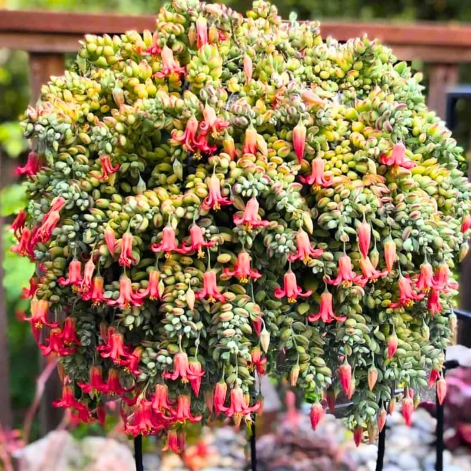 Cotyledon Pendens Succulent Live Plant in 6 Inch Pot, Trailing ...