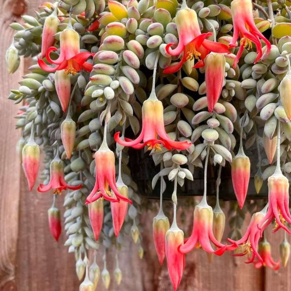 Cotyledon Pendens Succulent Plant 4 Inch Pot, Trailing Succulent ...