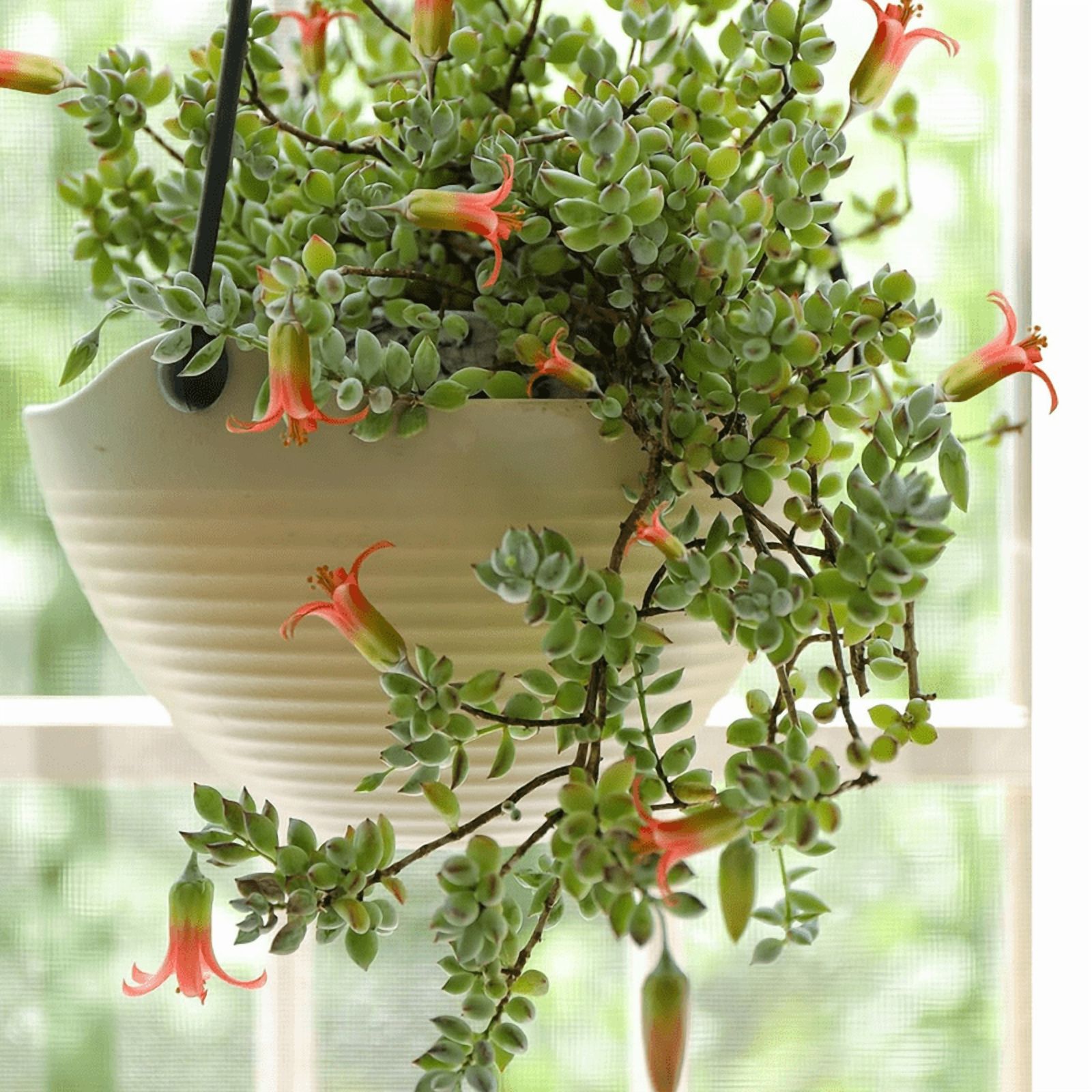 Cotyledon Pendens Succulents Plants Live, Cotyledon Pendens Plant, 4-7 ...