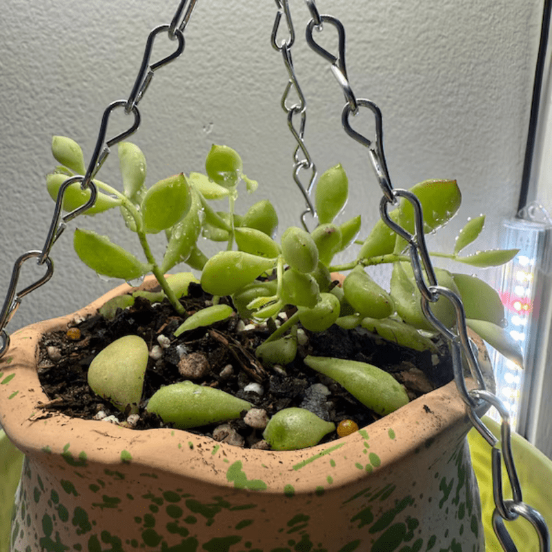 Cotyledon Pendens, Trailing Succulent, Small Live Plant in 2 ...