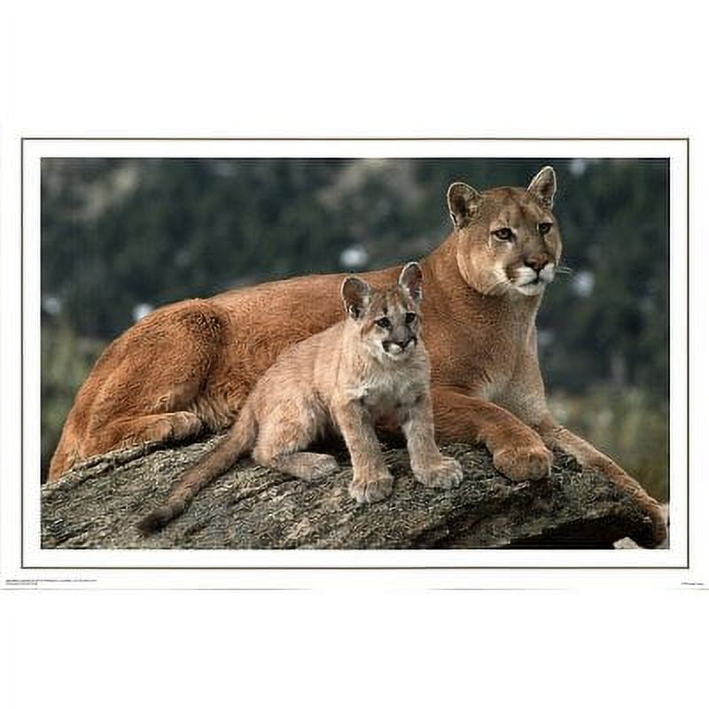 Cougar And Cub - Motivational - Wildlife Poster Print New 24x36 ...
