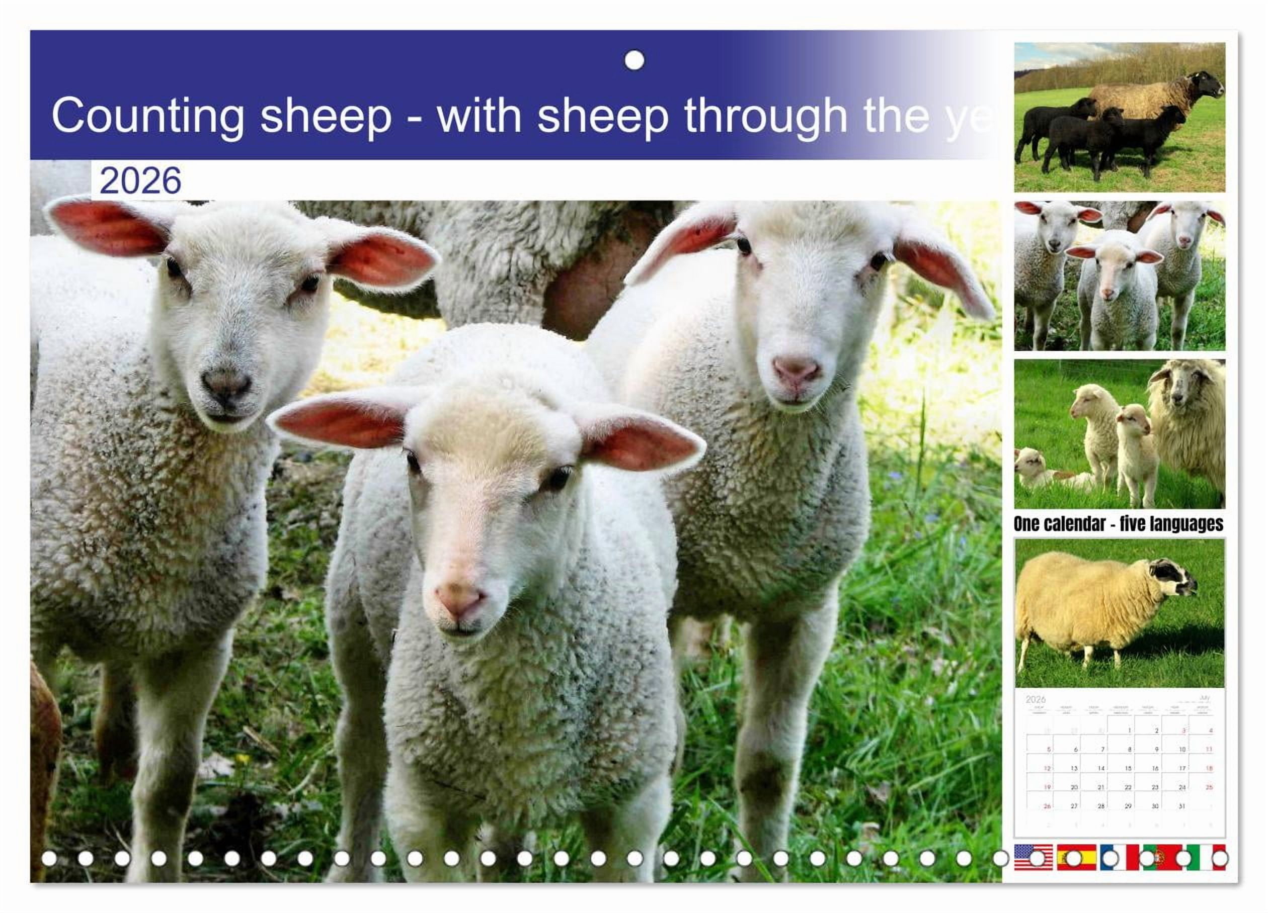 Counting sheep - with sheep through the year (Monthly Wall Calendar ...