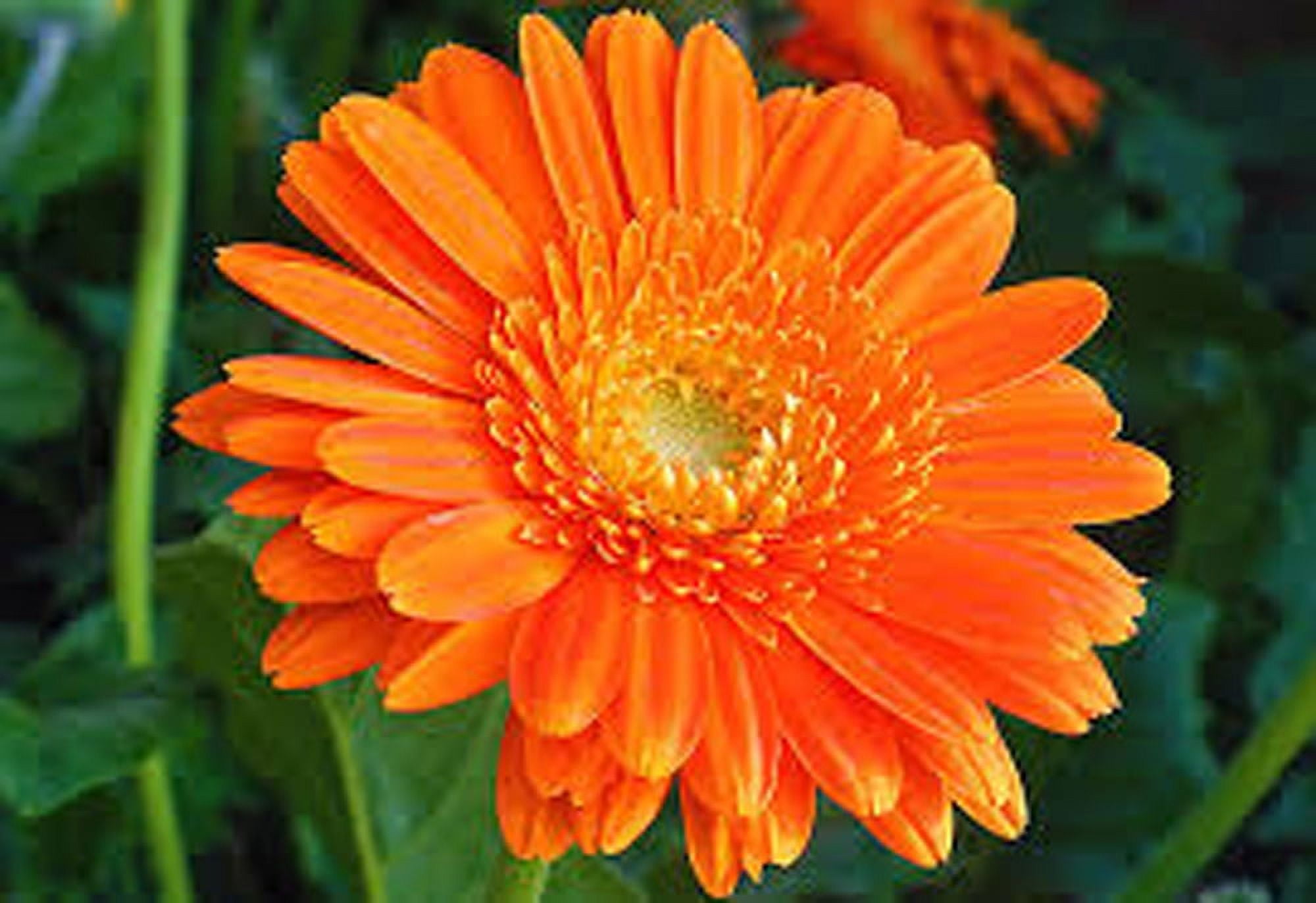 Country Creek Acres 100 Calendula Flower Seed, Easy to Grow - Walmart.com