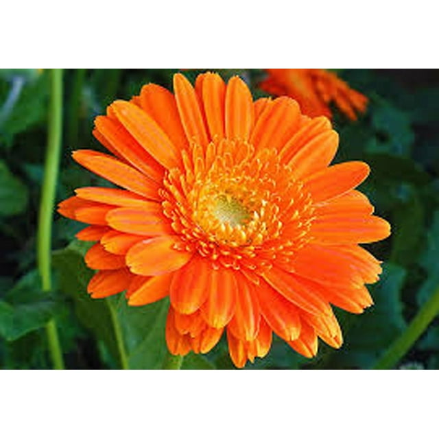 Country Creek Acres 100 Calendula Flower Seed, Easy to Grow - Walmart.com