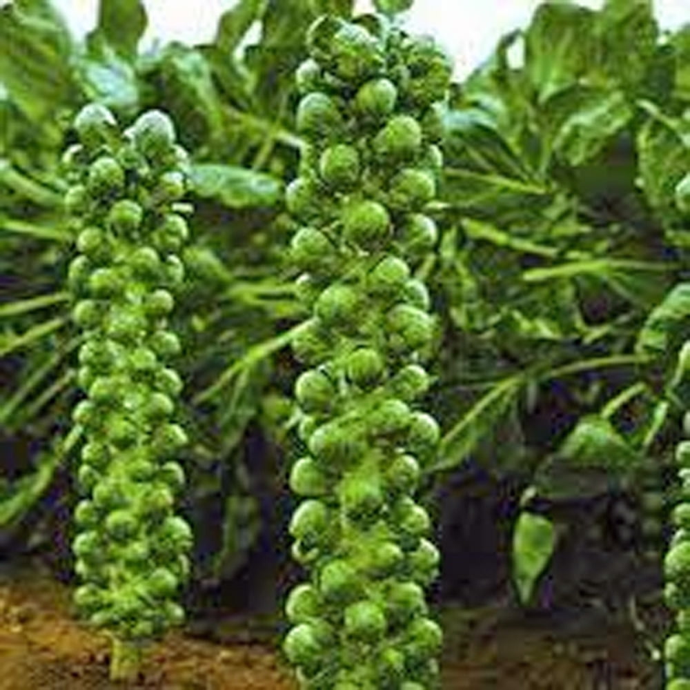 Country Creek Acres 100 Catskill Brussel Sprouts Seeds - Walmart.com