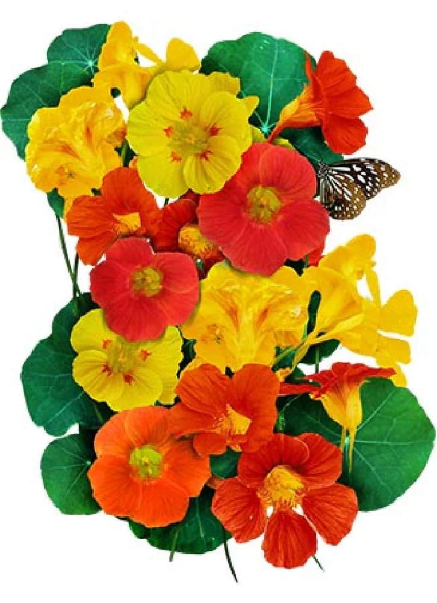 Country Creek Acres 100 Double Gleam Mix Nasturtium Flower Seeds ...
