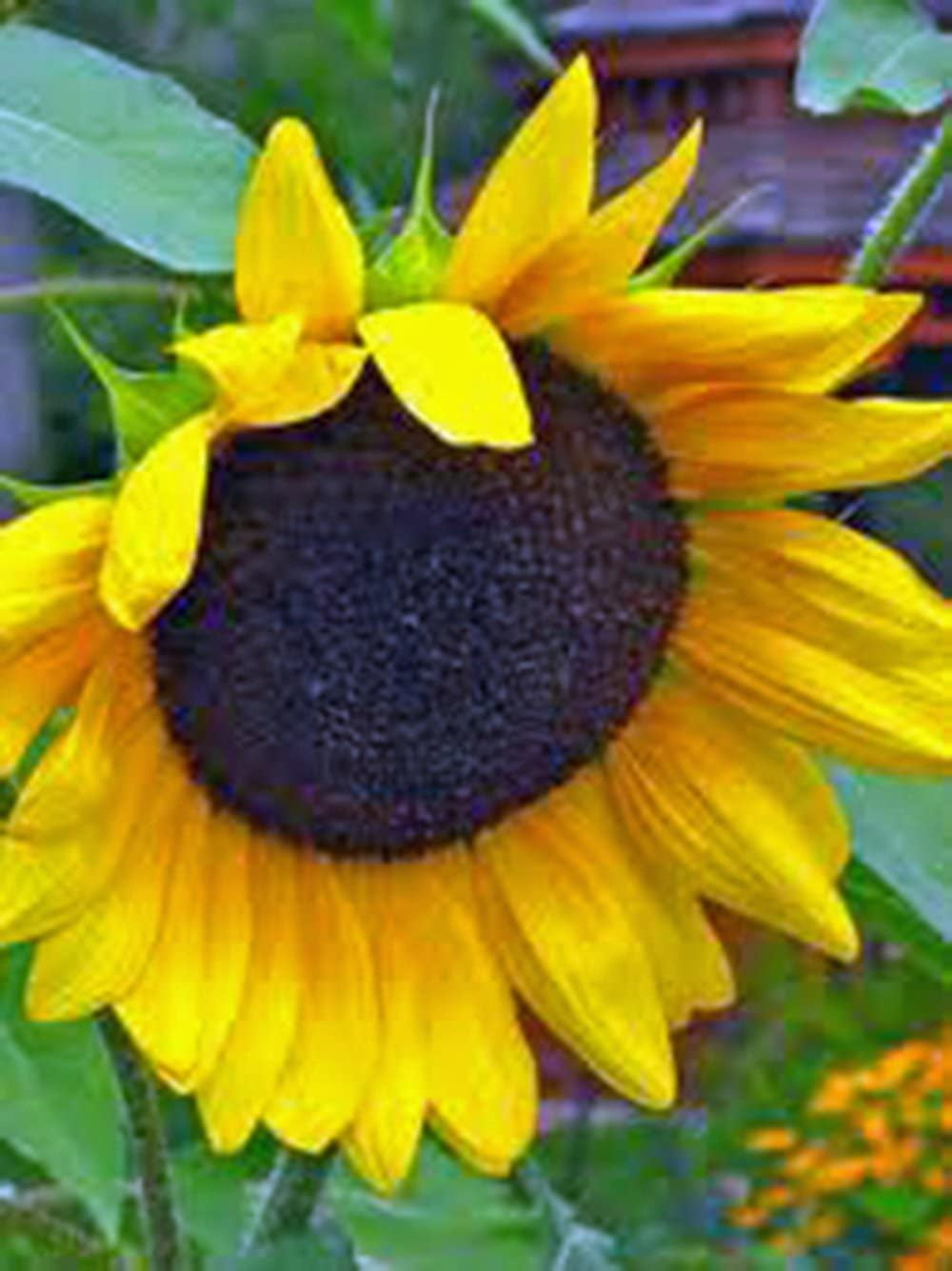 Country Creek Acres 100 Sunflower Seeds, Easy to Plant Robust Blooms ...