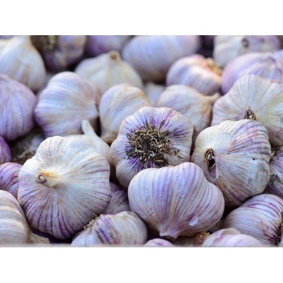 Garlic Bulb