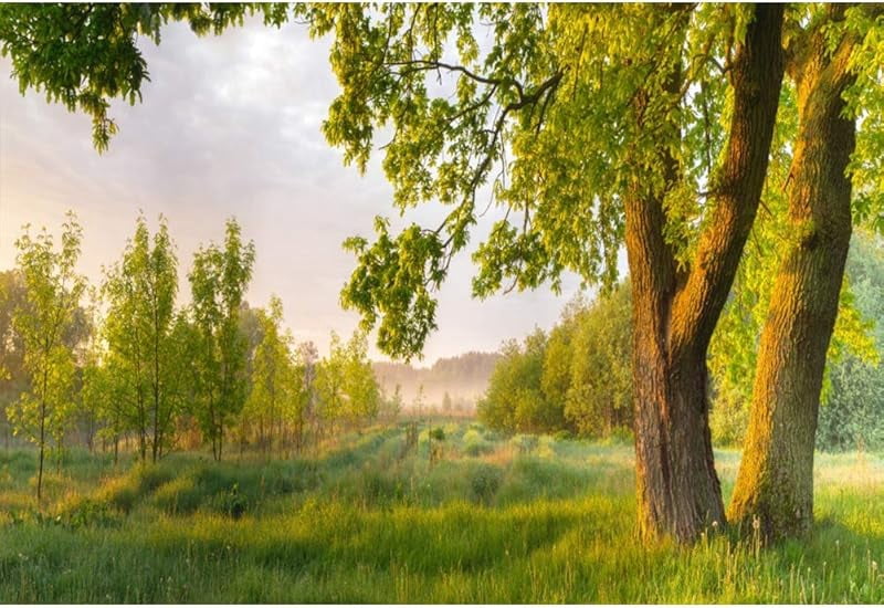 Country Field Landscape Photography Backdrop Spring Morning Wheat Green ...