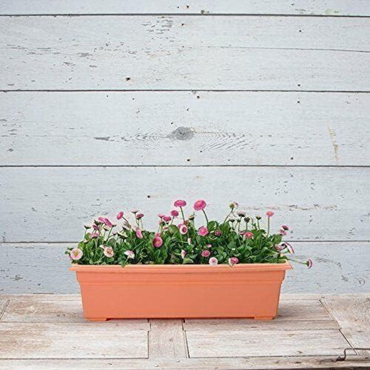 Countryside Flower Box Planter, Terracotta - 24" Dims: 24" x 8"x 6.5 ...