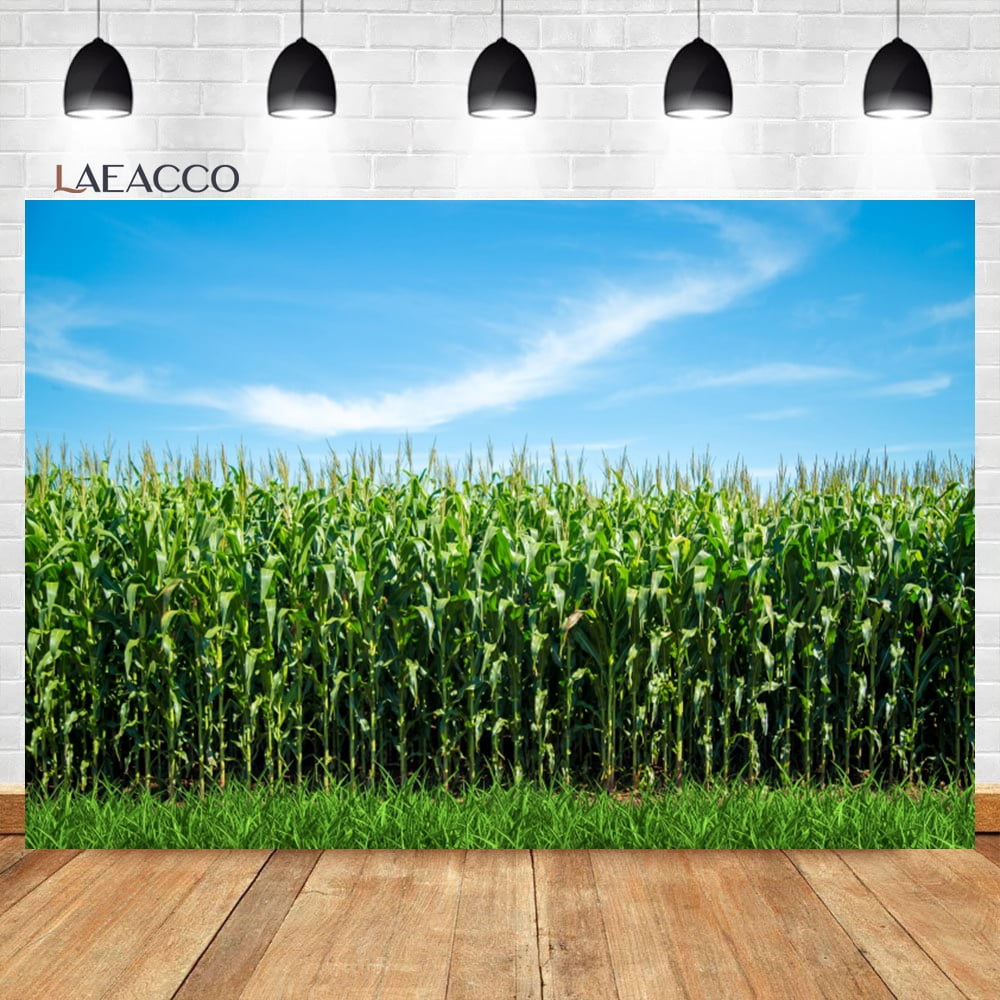 Countryside Green Corn Field Maze Backdrop Rural Farm Crop Plant ...