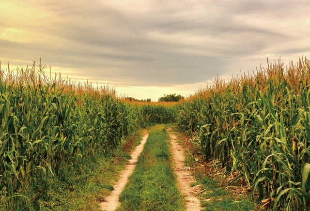 Countryside Green Corn Field Maze Backdrop Rural Farm Crop Plant ...