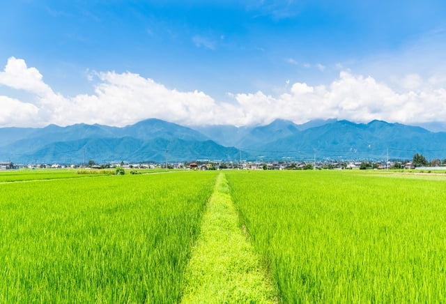 Countryside Green Corn Field Maze Backdrop Rural Farm Crop Plant ...