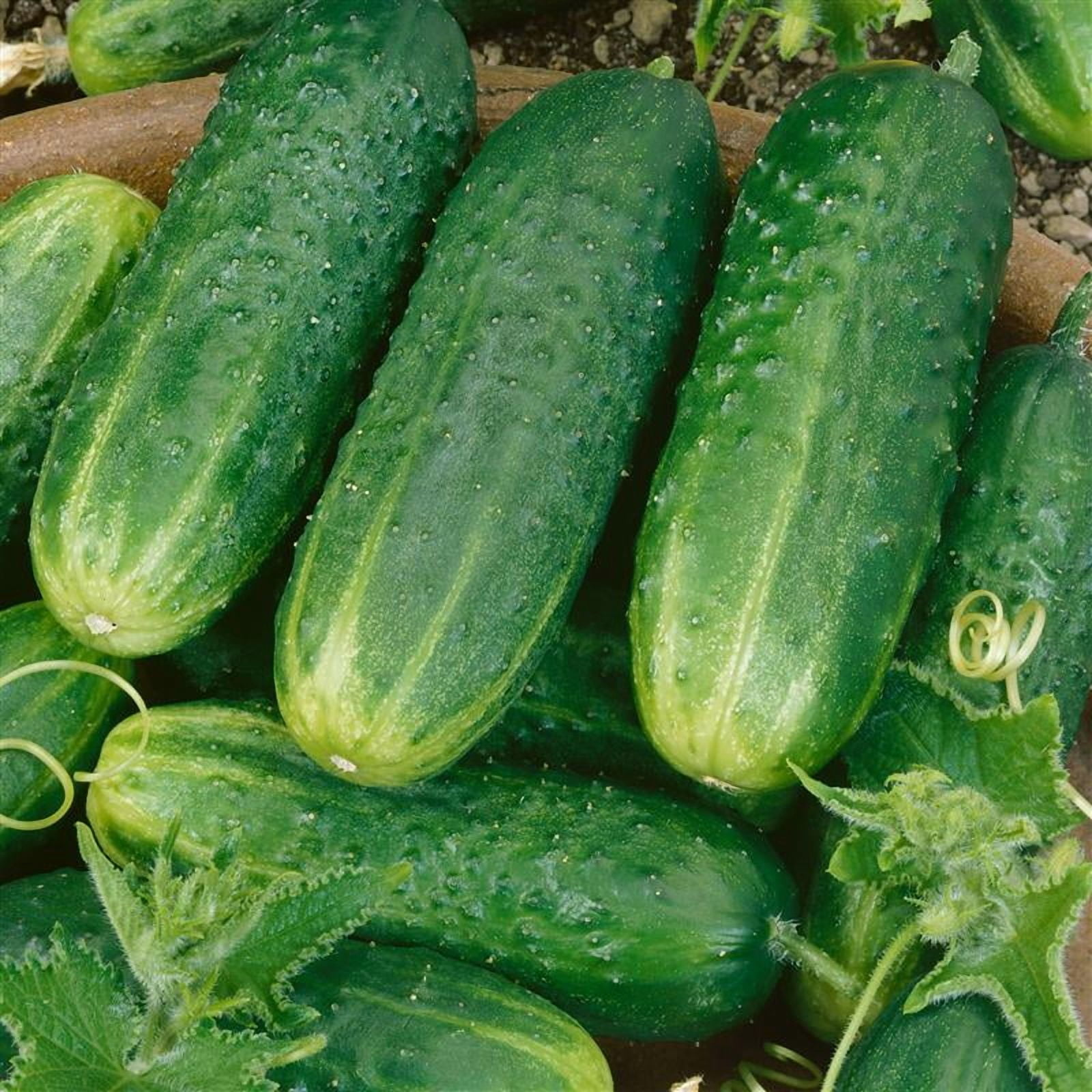 County Fair Improved Hybrid Cucumber 1 Oz ~950 Seeds – F1 Pickling ...