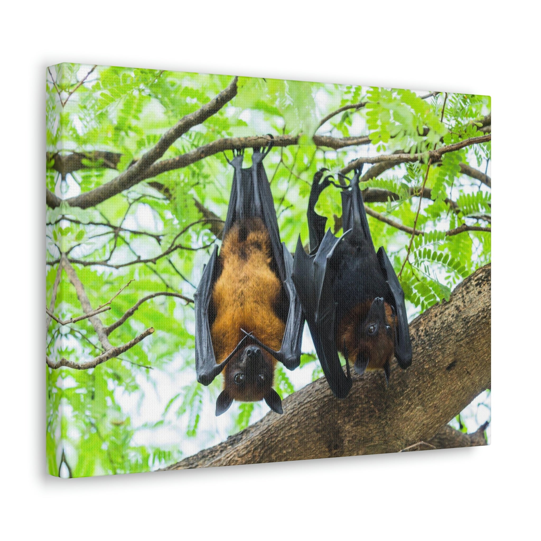 Couple Flying Bat Hanging on a Tree Print Animal Wall Art Wildlife ...