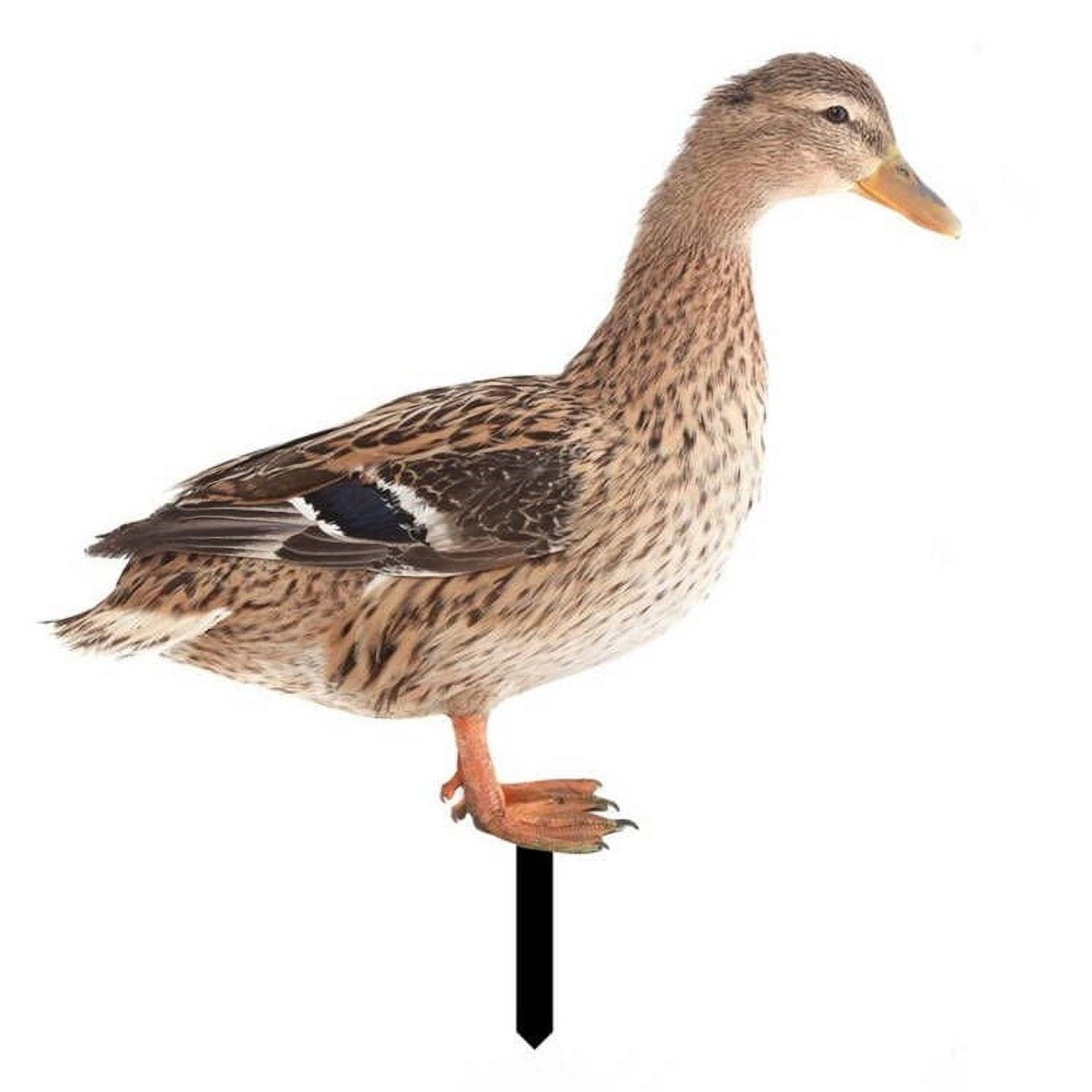 Courtyard Signs with Poultry Decoration 2d Acrylic Double Side Printing ...