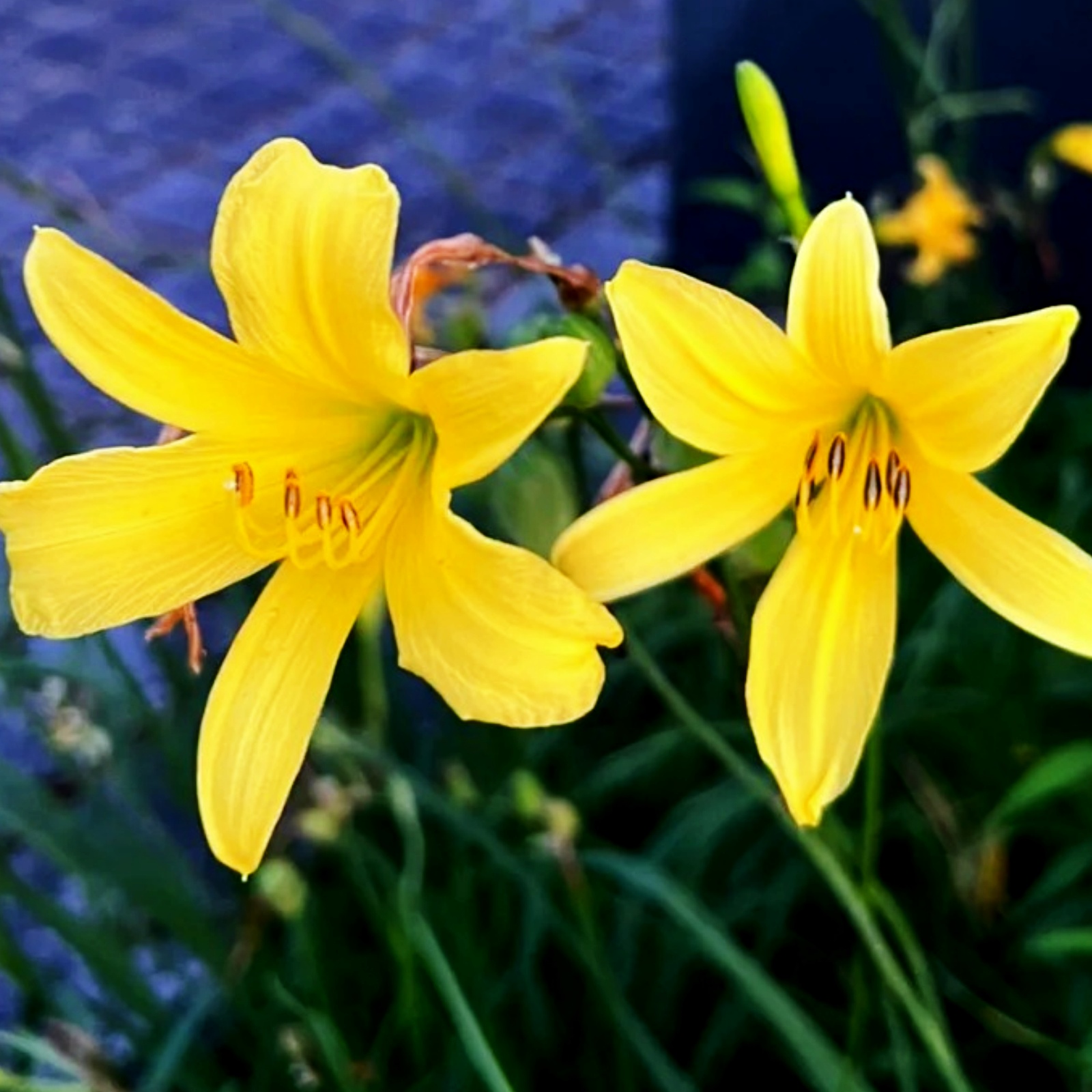 Courtyard decoration（Daylily)-Pots to Grow，for Beginners - Walmart.com