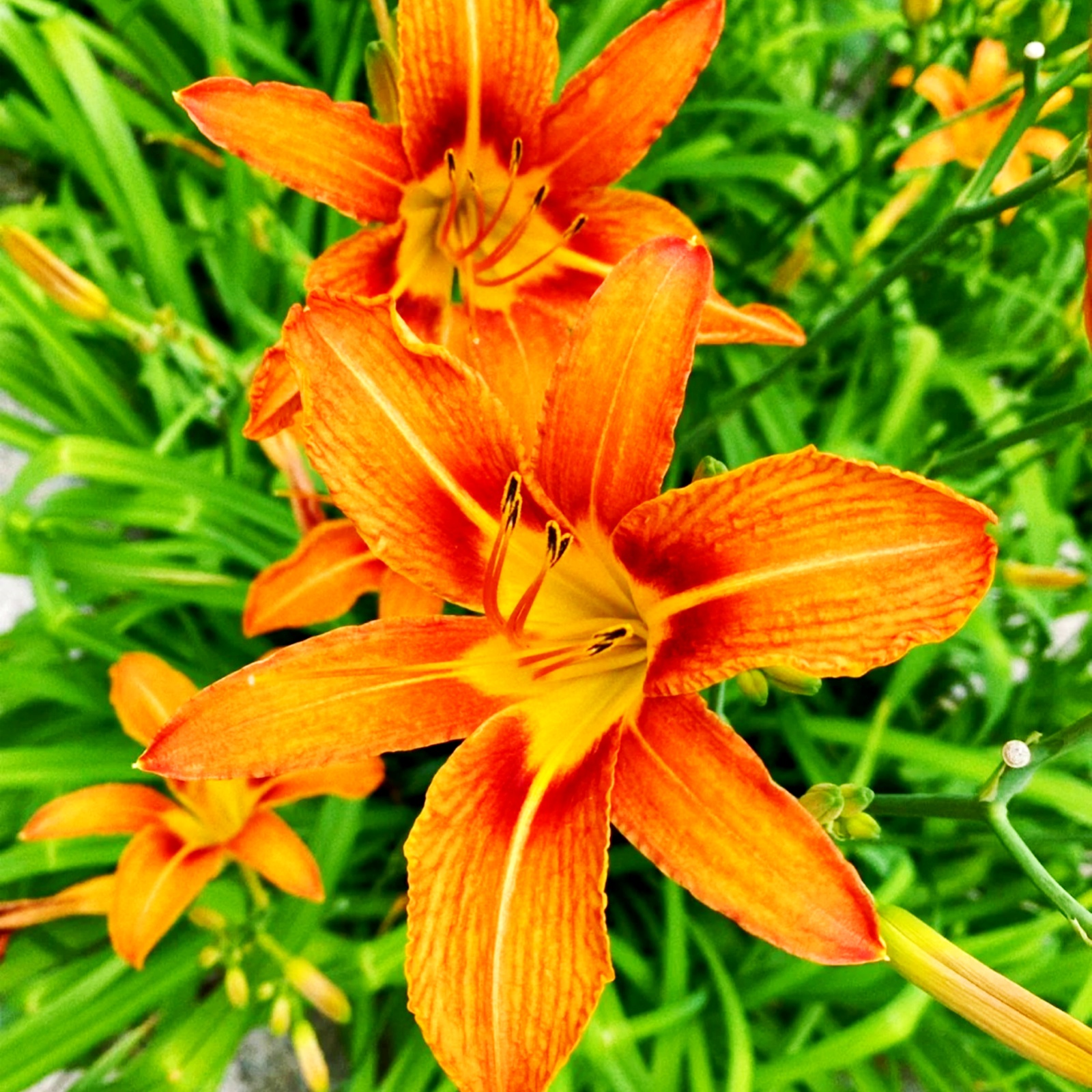 Courtyard decoration（Daylily)-Pots to Grow，for Beginners - Walmart.com