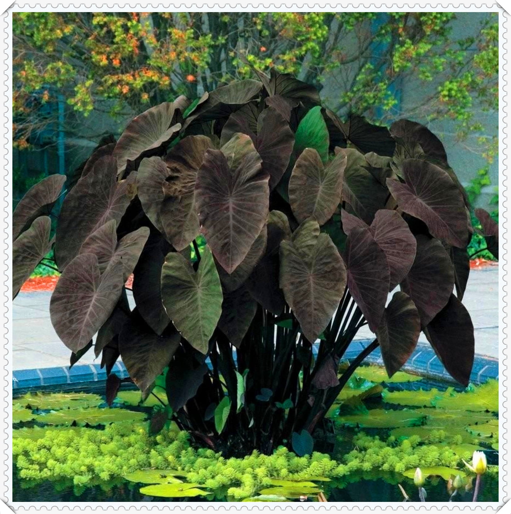 Courtyard layout elephant ear wide leaf decoration, natural style tropical shape - Walmart.com