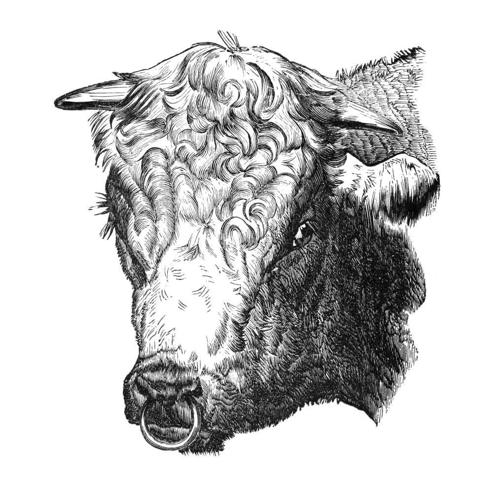 Cow 19Th Century. Nmetal Typefounder'S Cut By The United States Type ...