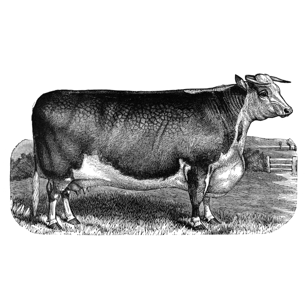 Cow 19Th Century. Nmetal Typefounder'S Cut By The United States Type ...