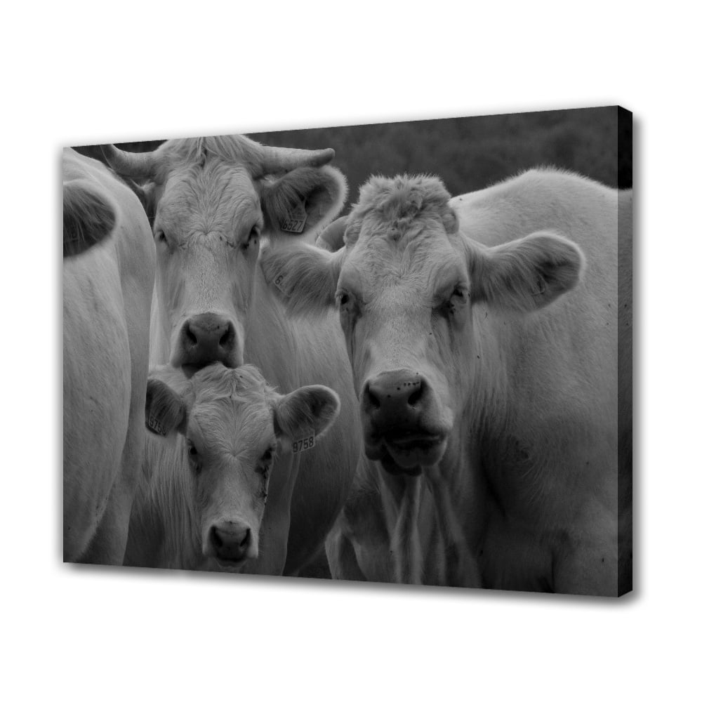 Cow Black And White Veal Animal Themes Looking At Camera Canvas Poster ...