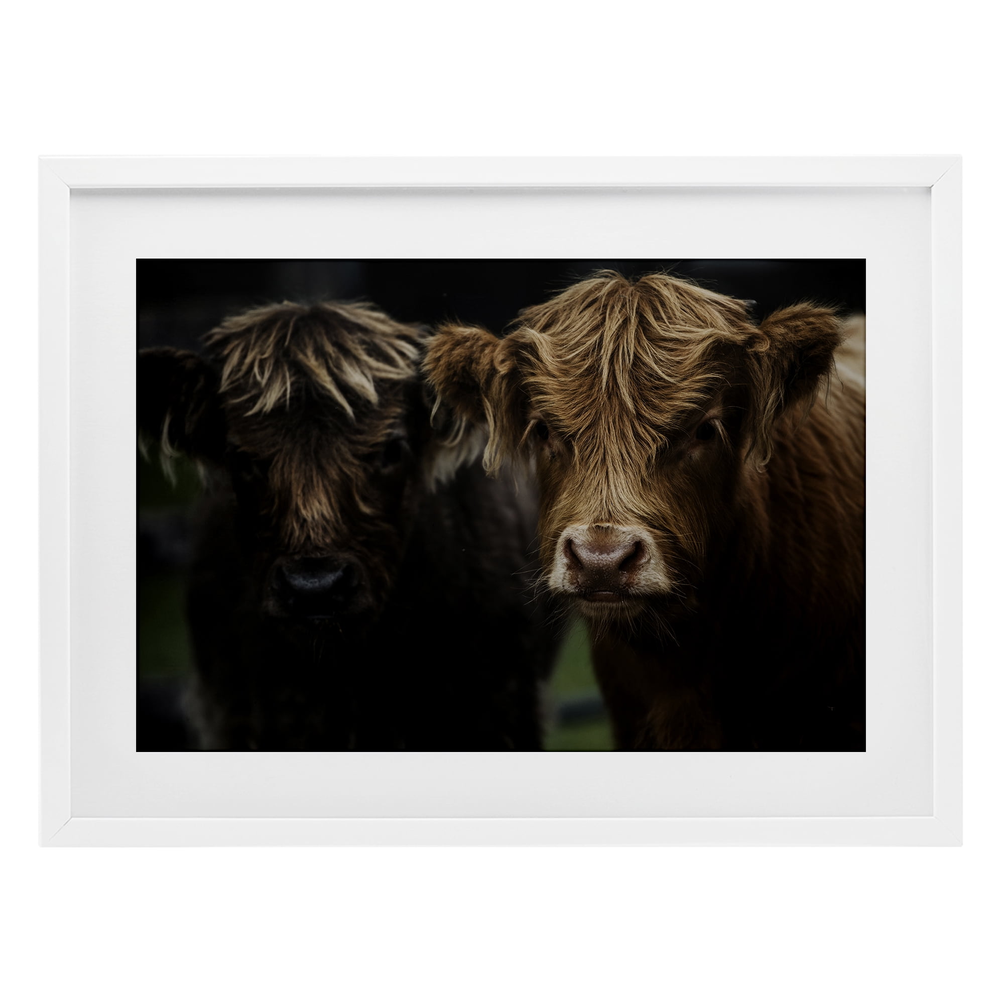 Cow Faces Highland Pair White Framed Print Under Glass, design by Amy ...