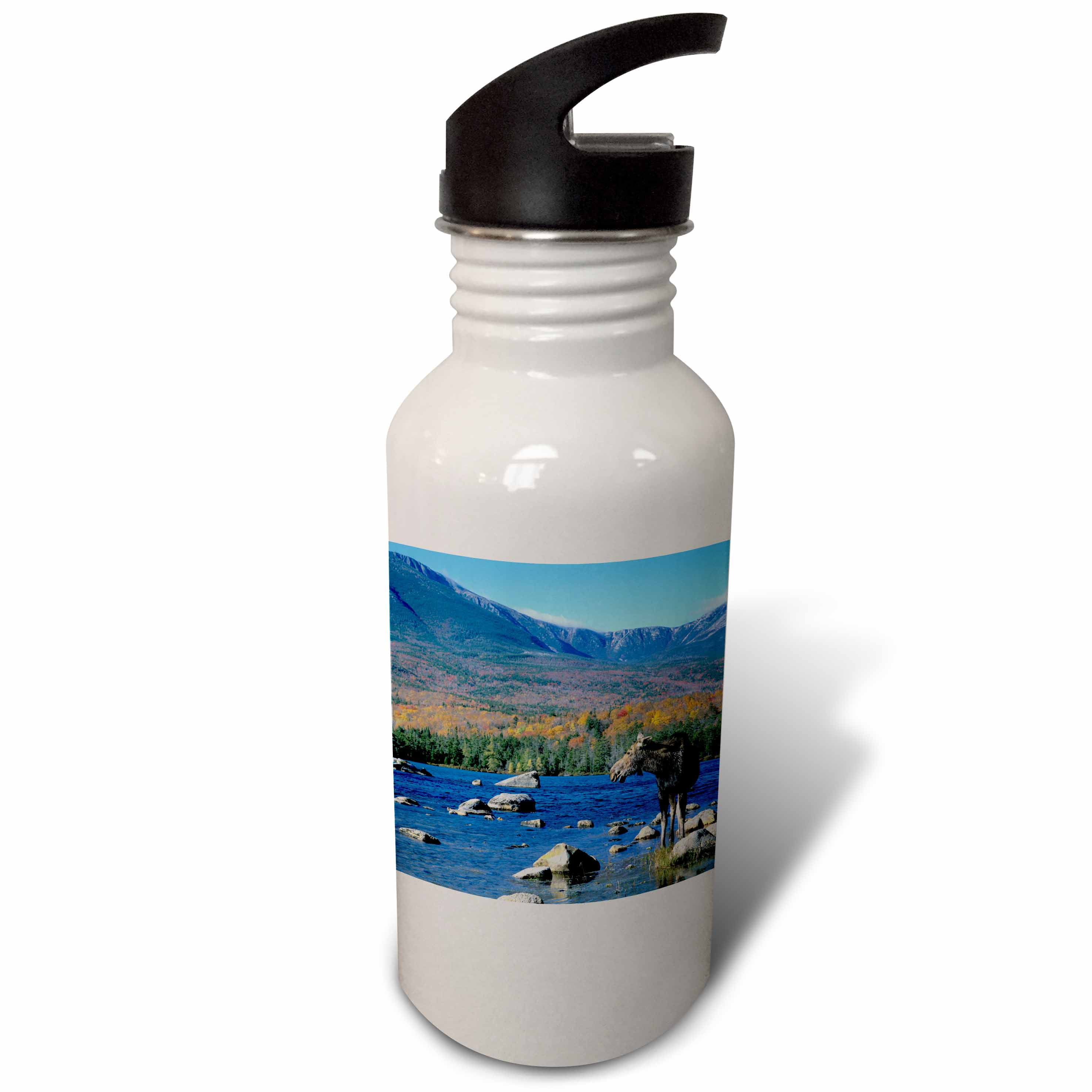 Cow moose wildlife, Mt. Katahdin, Baxter SP, Maine - US20 HGA0006 ...