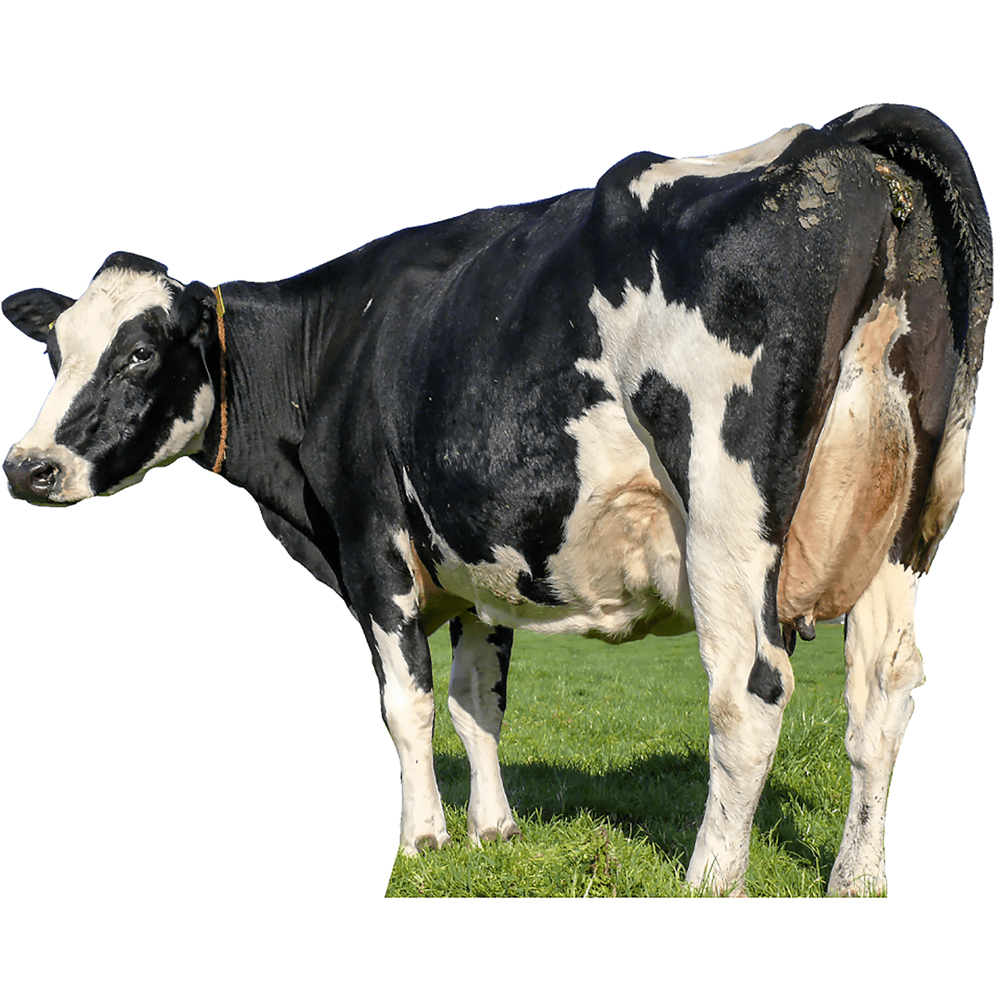 Cow's Rear Milk Milking Udder Butt Cardboard Cutout Standee Standup ...