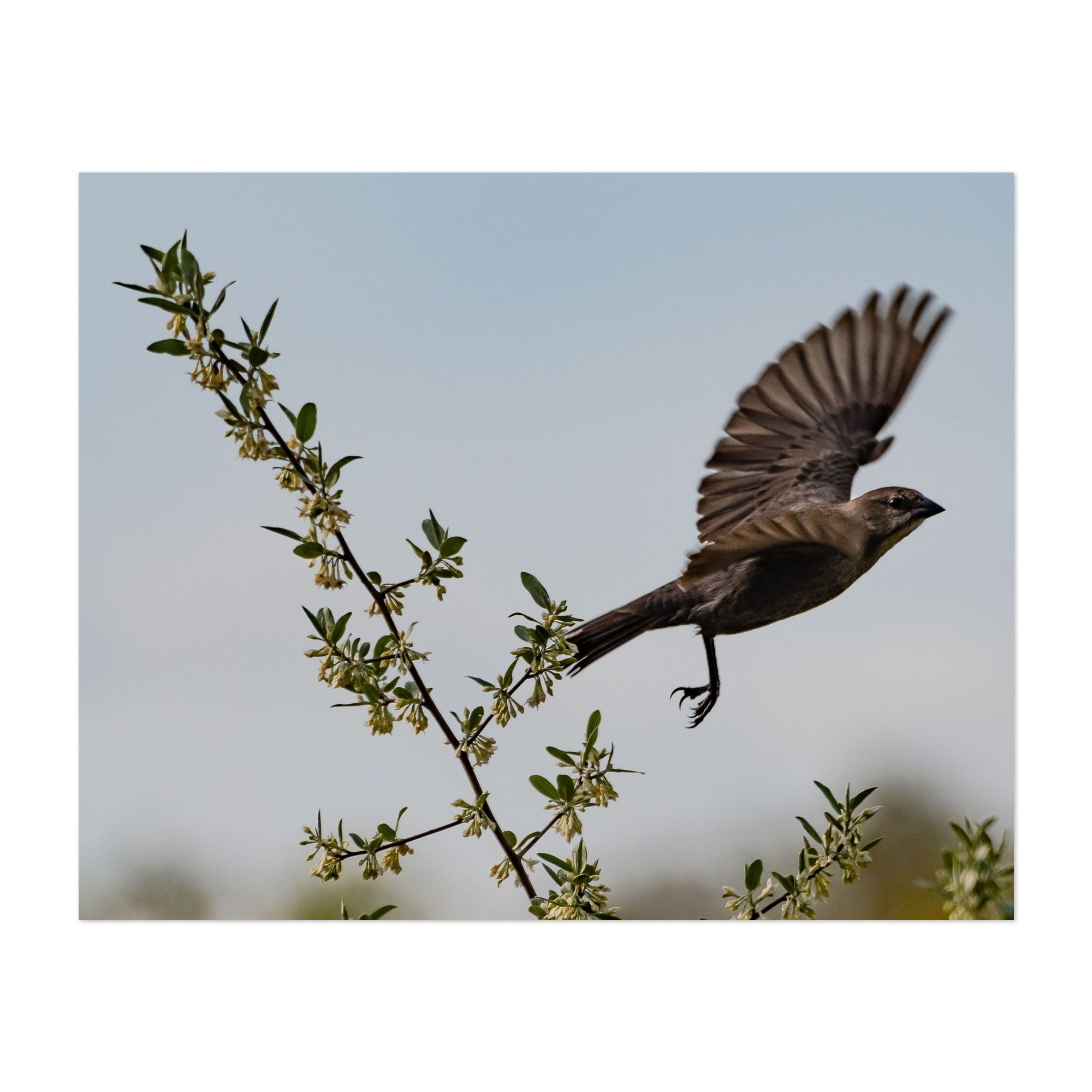 Cowbird Taking Flight - York Pennsylvania Photography Bird Wildlife ...