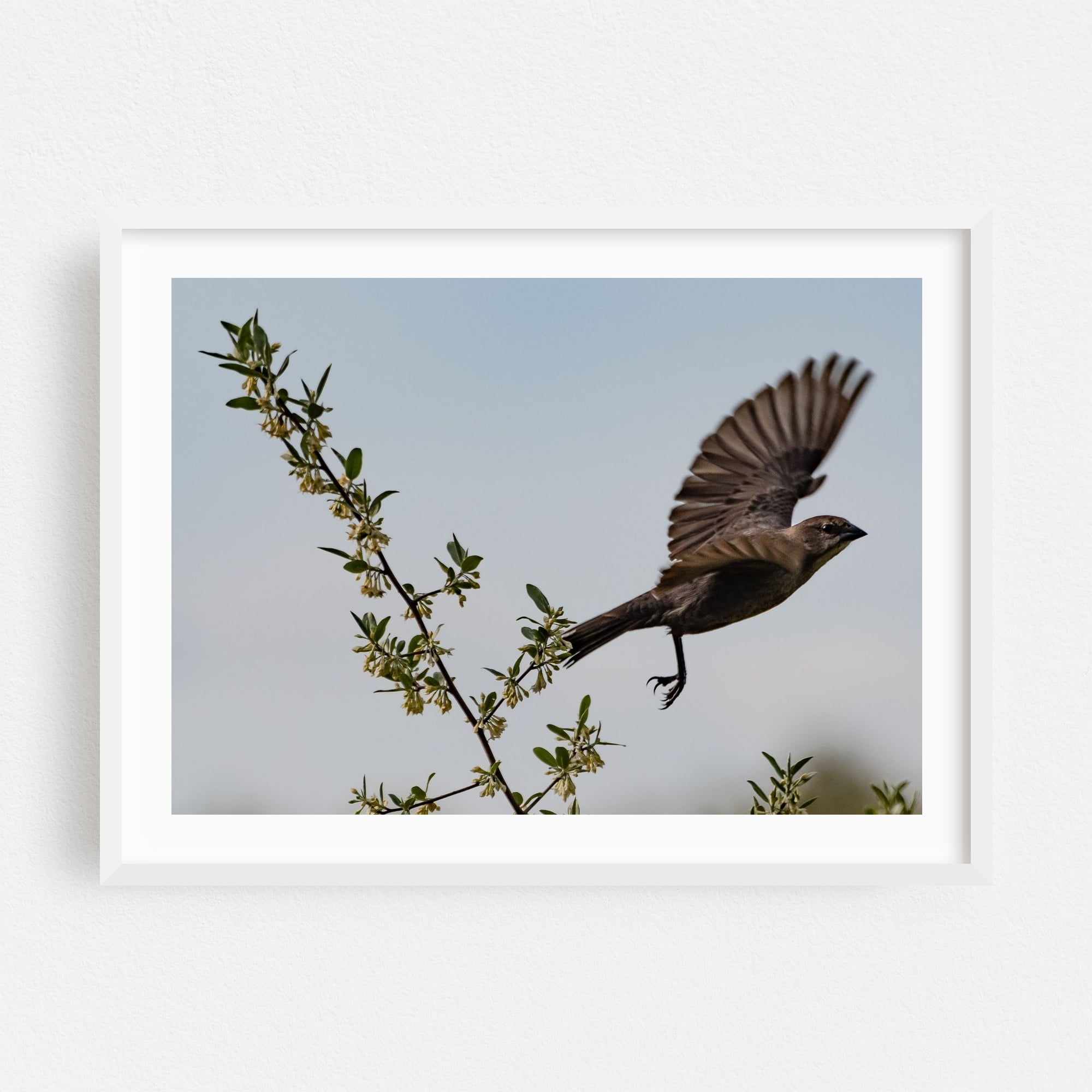 Cowbird Taking Flight - York Pennsylvania Photography Bird Wildlife ...