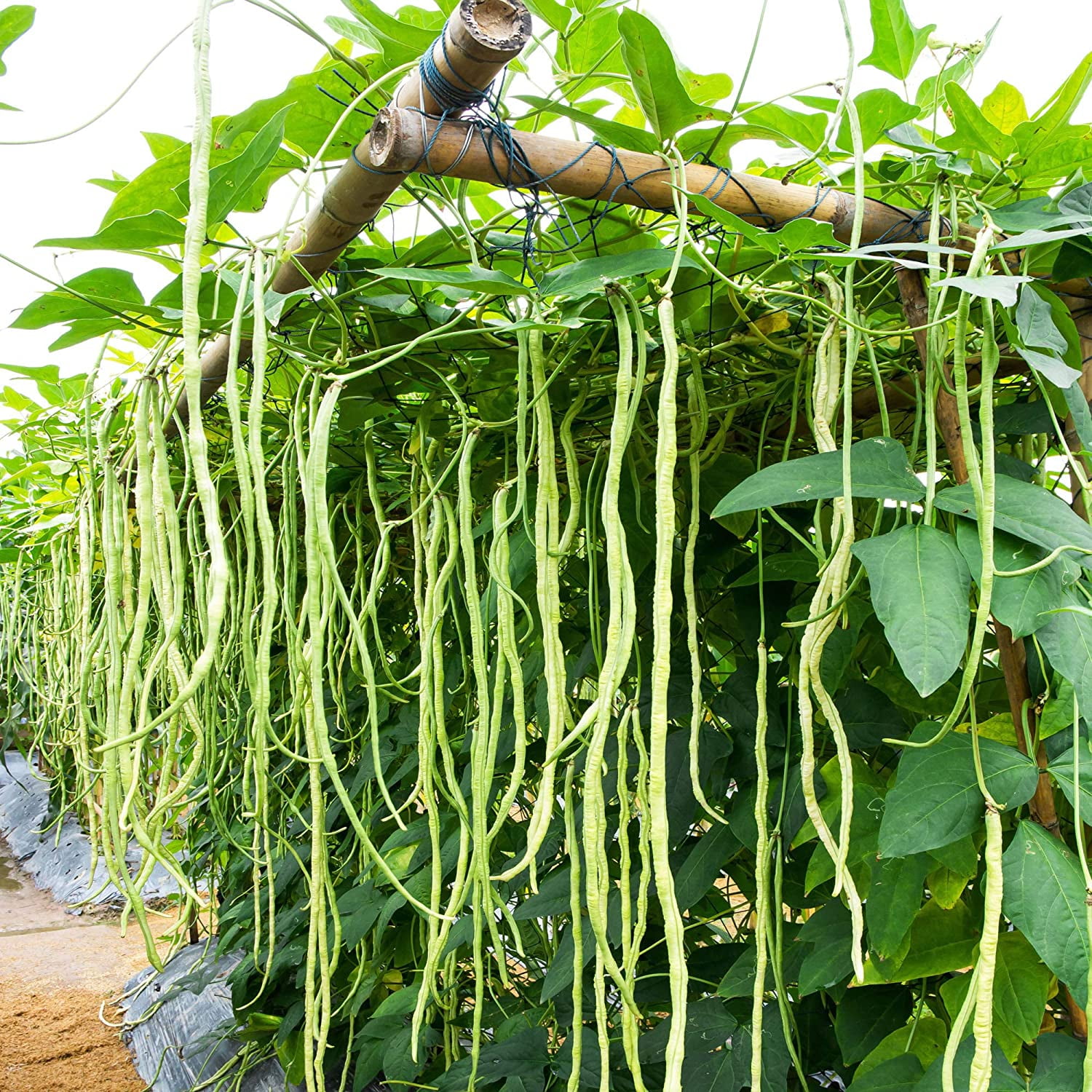 Cowpeas For Cover Crops, Forage, & Silage - 50 LBS - Walmart.com
