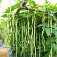 Cowpeas For Cover Crops, Forage, & Silage - 50 LBS - Walmart.com